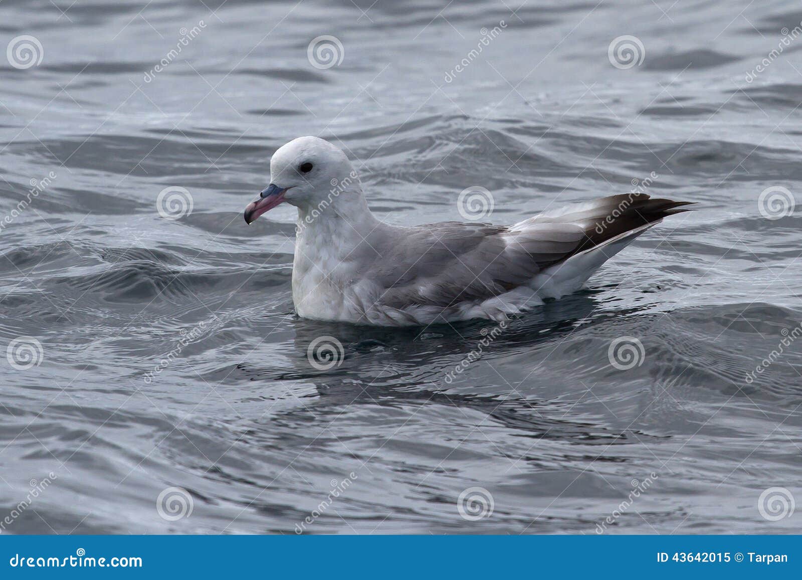 Antarctic Fulmars that Sits on the Surface of the Ocean in Antarctica ...