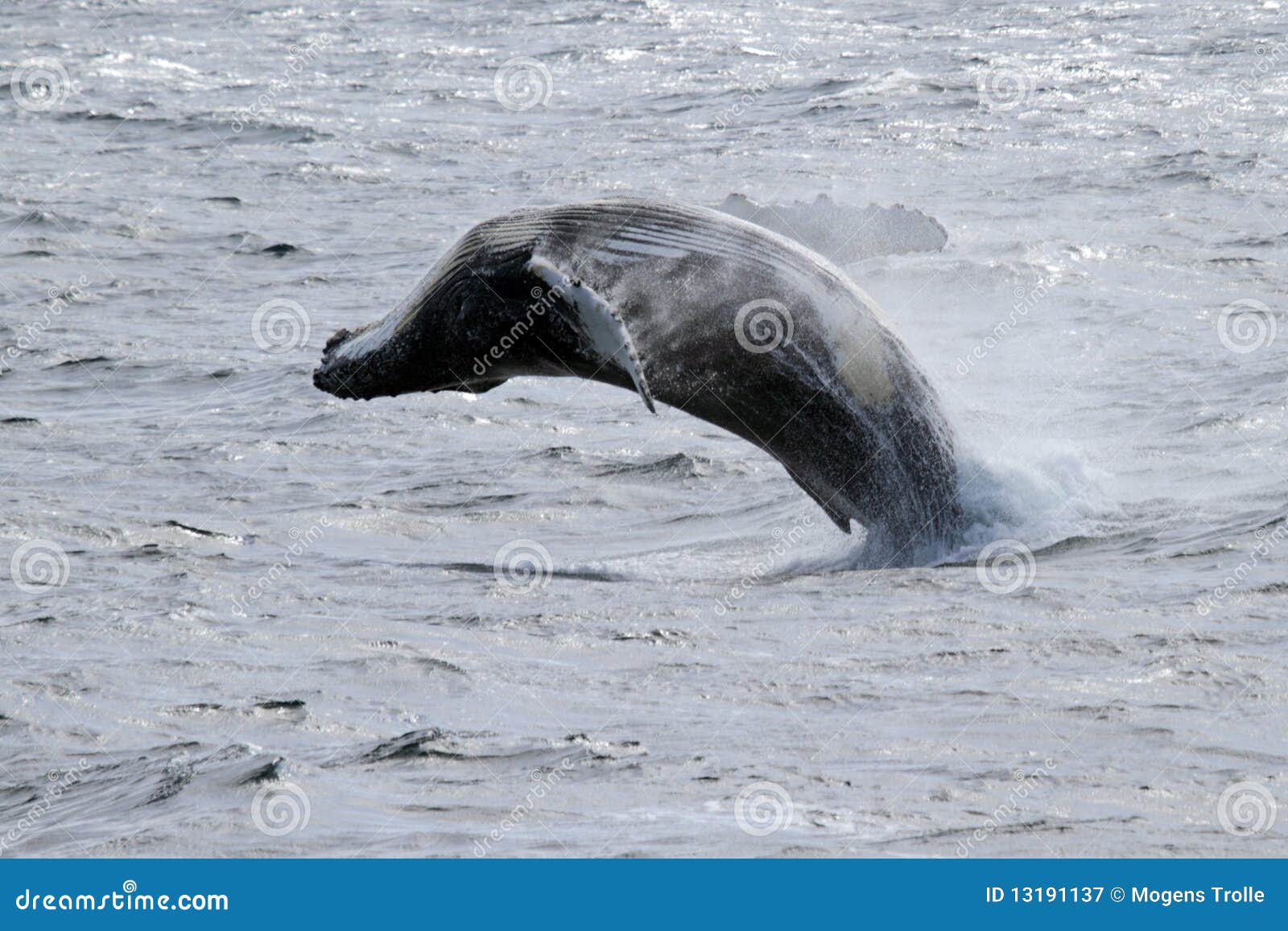 Antarctic Humpback Whale Jumping Stock Image - Image of breaching ...
