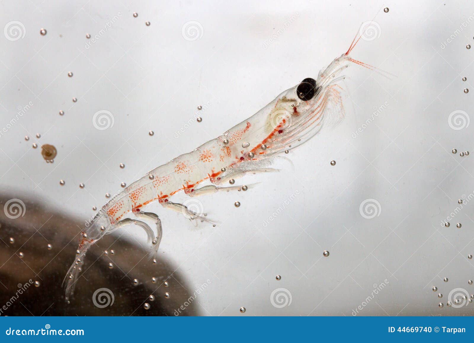 Antarctic Krill Near the Stone Floats Stock Photo - Image of food ...