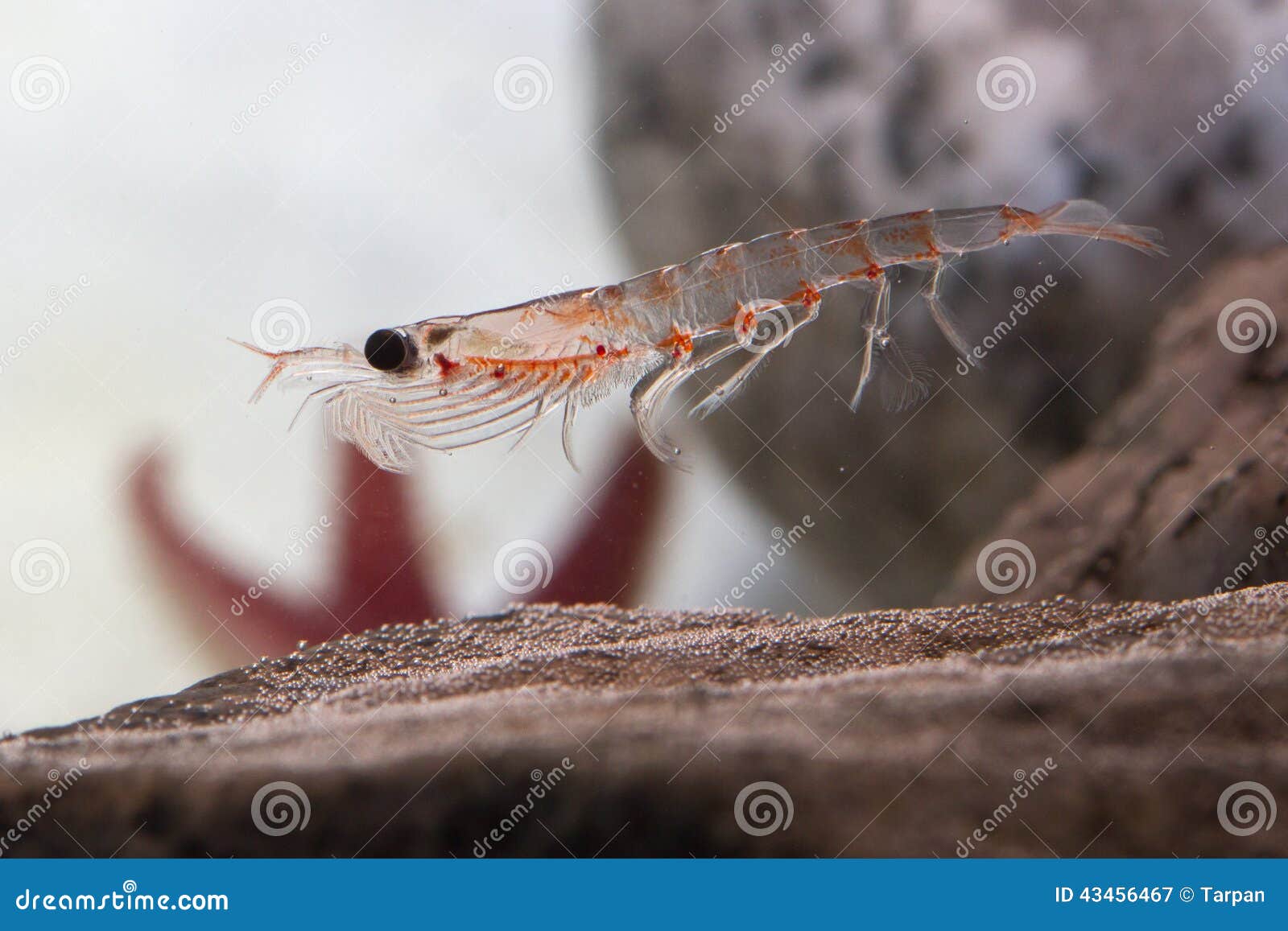 Antarctic Krill Swarm