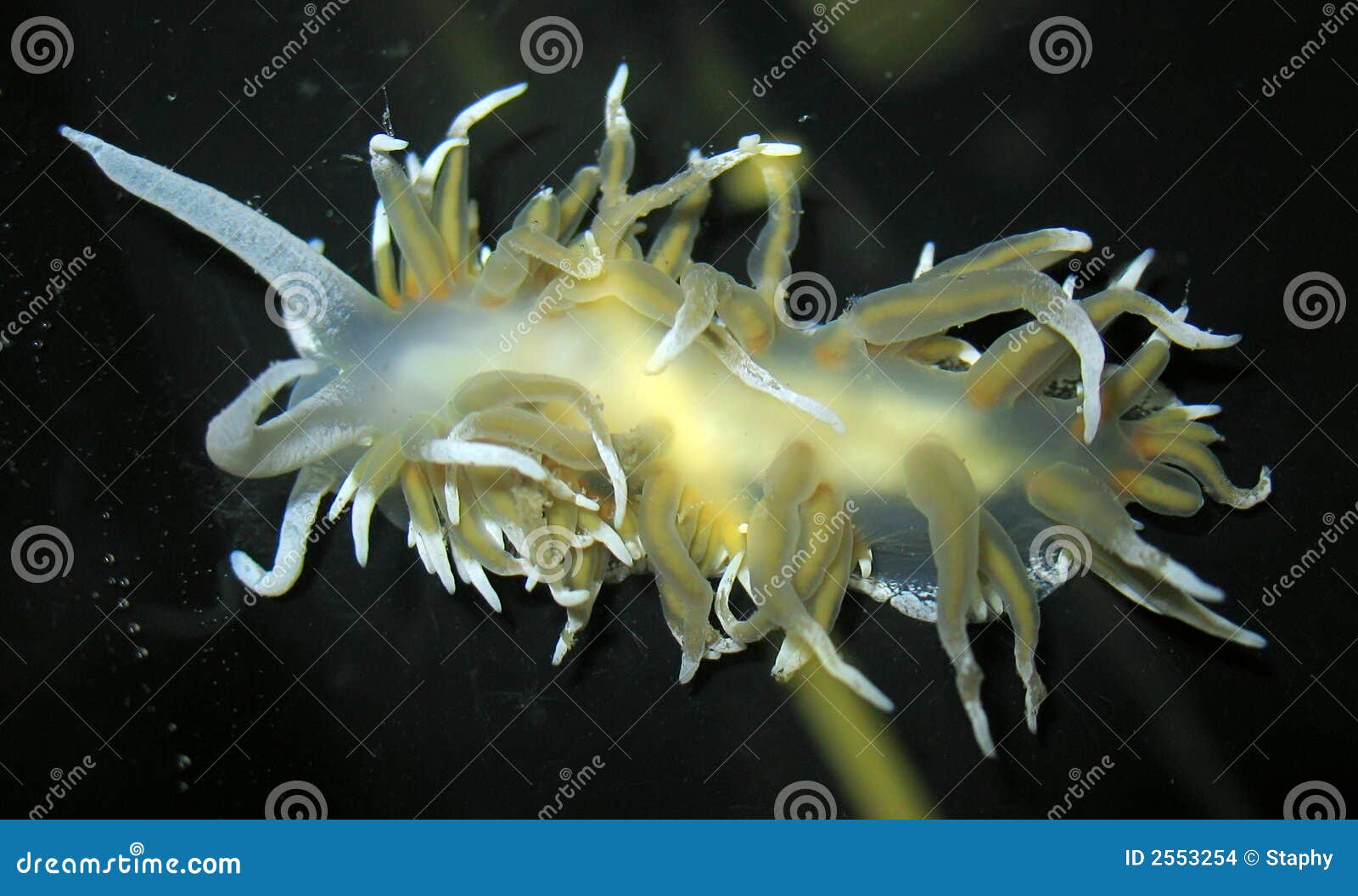 Antarctic mollusc stock photo. Image of mollusc, science - 2553254