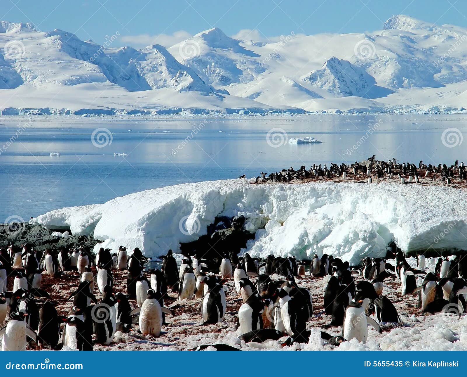 Antarctic penguin group stock image. Image of pole, reflection - 5655435