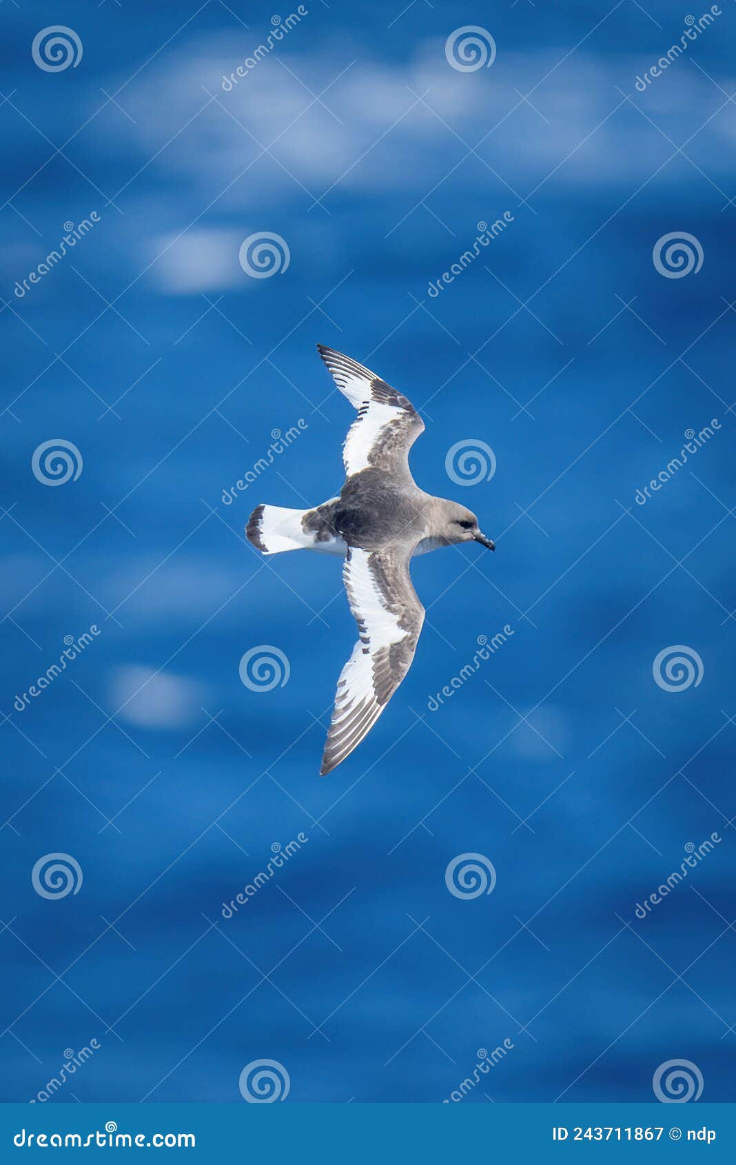 Antarctic Petrel Banking Over Ocean in Sunshine Stock Image - Image of ...