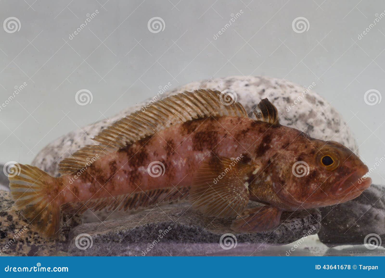 Antarctic Rockcod or Nototenia Coriceps Which Lies on the Rocks Stock ...