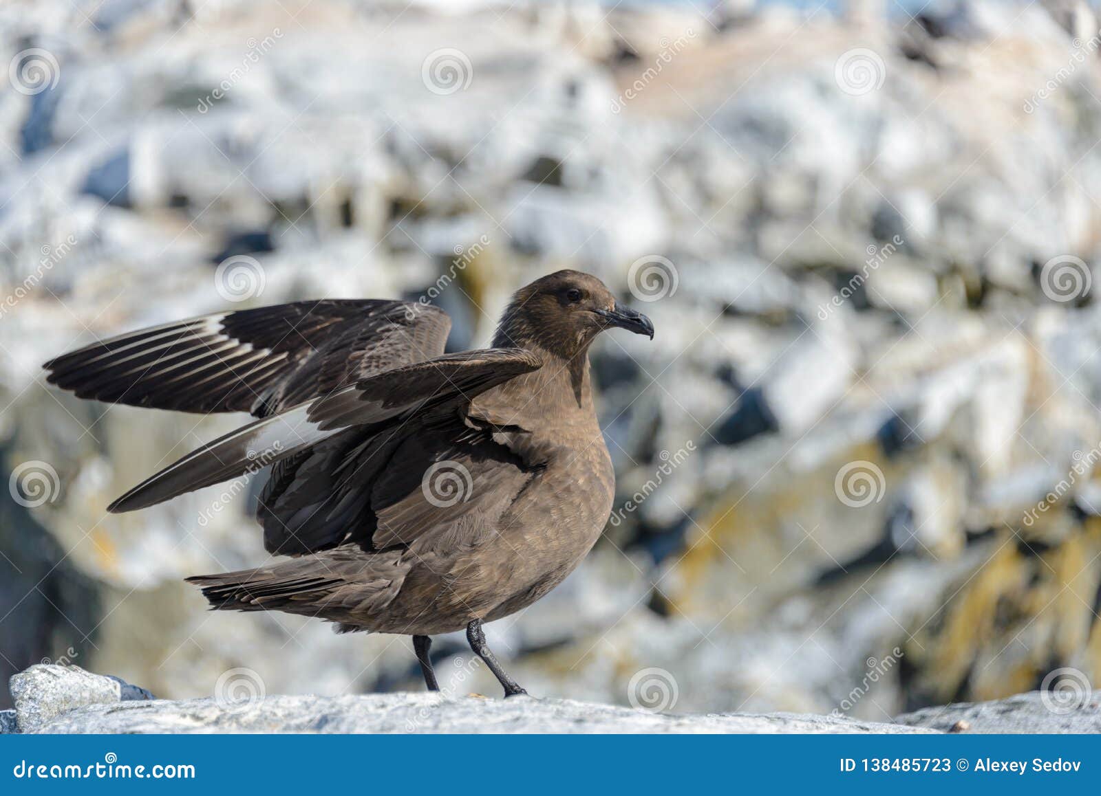 Antarctic Scua Sitting on the Stone on Beach Stock Image - Image of ...