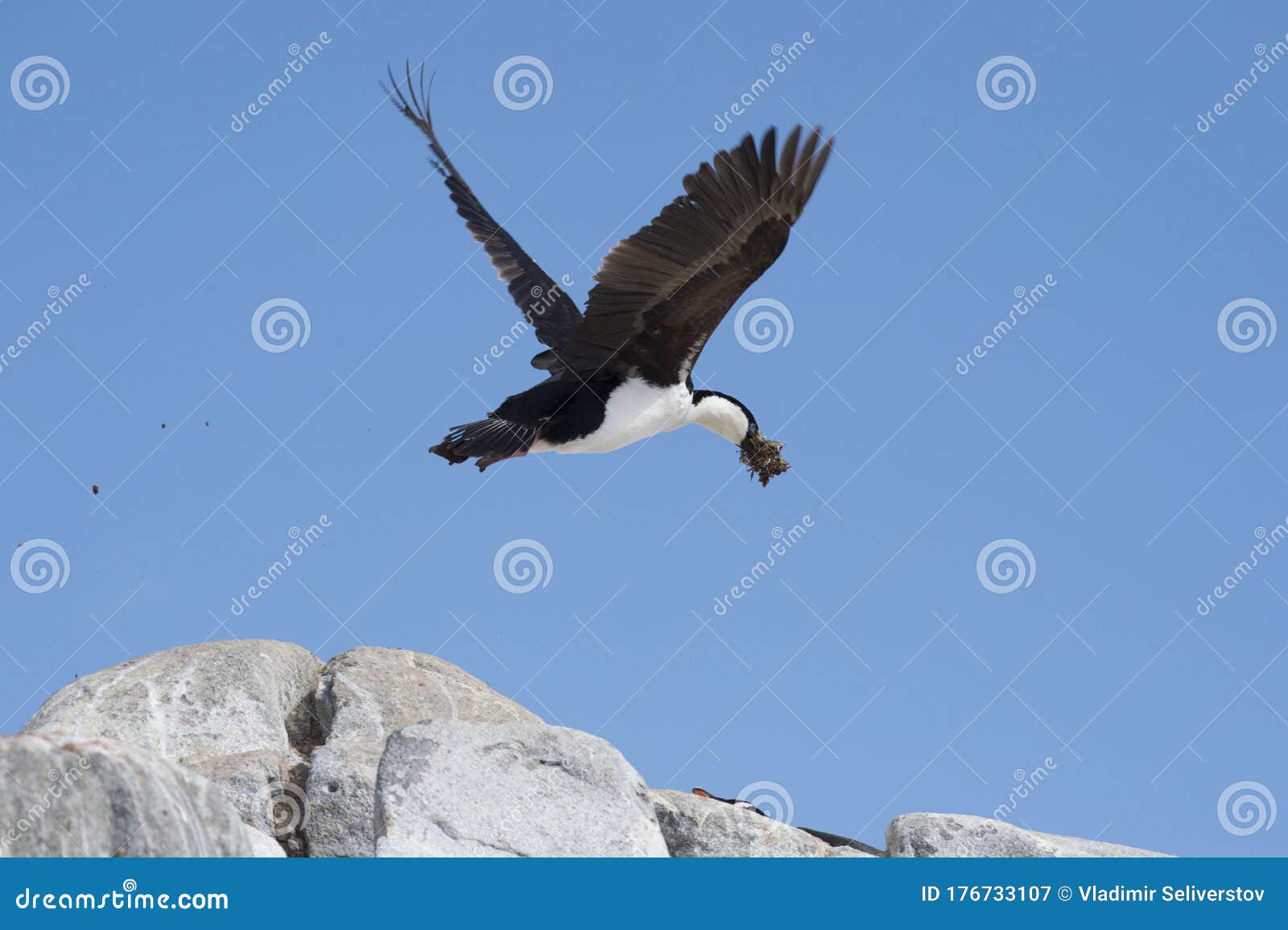 Antarctic Shag in the air stock image. Image of clear - 176733107