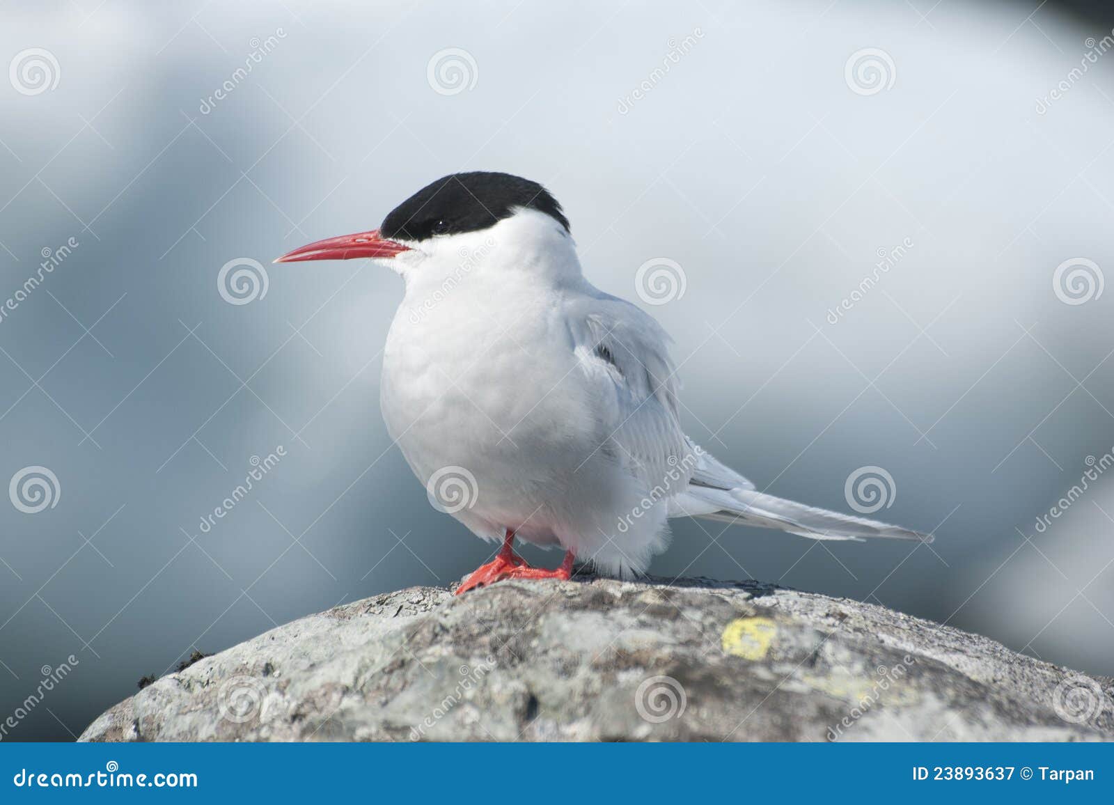Antarctic Tern. stock image. Image of spring, birds, winter - 23893637