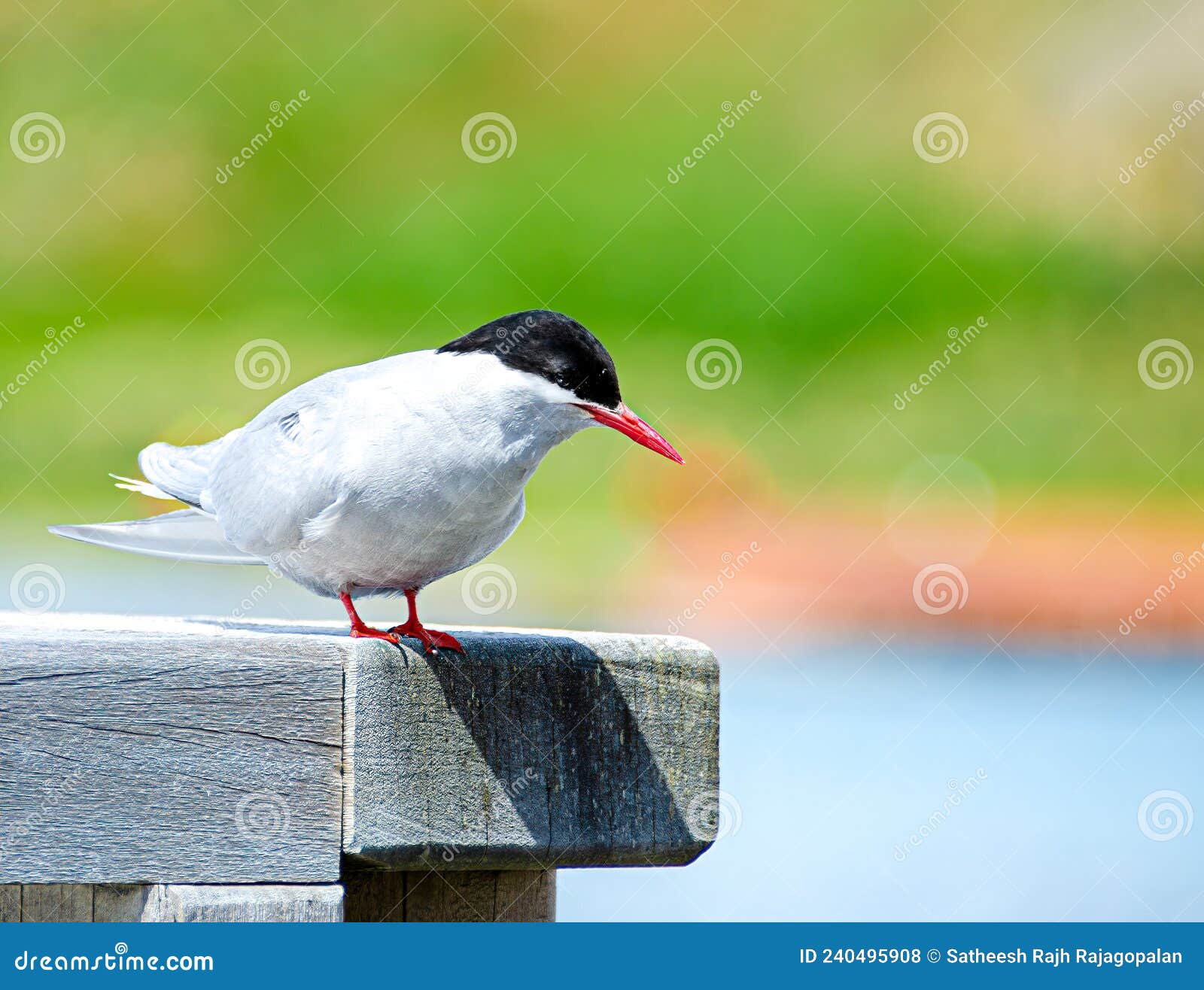 Antarctic Tern stock photo. Image of dove, africa, iceland - 240495908