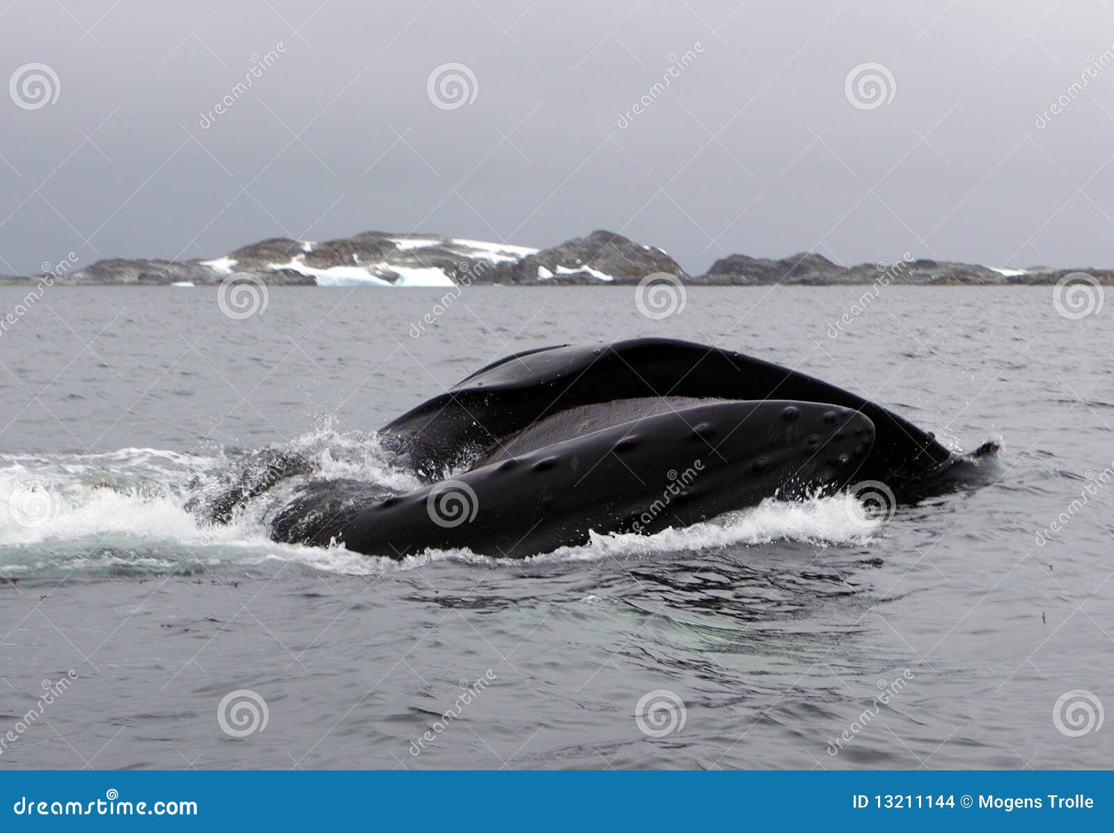 Antarctica Humpback Whale Bubble-feeding on Krill Stock Photo - Image ...