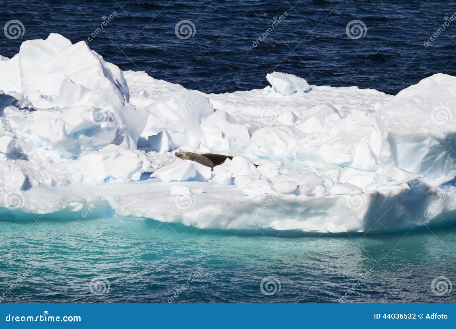 Antarctica - Seals on an Iceberg Stock Photo - Image of exploration ...