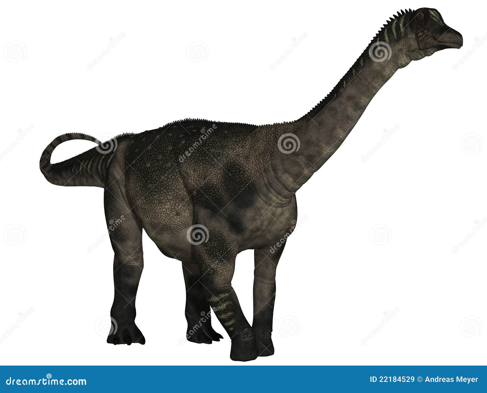 Antarctosaurus Dinosaur Side Profile Royalty-Free Stock Photography ...