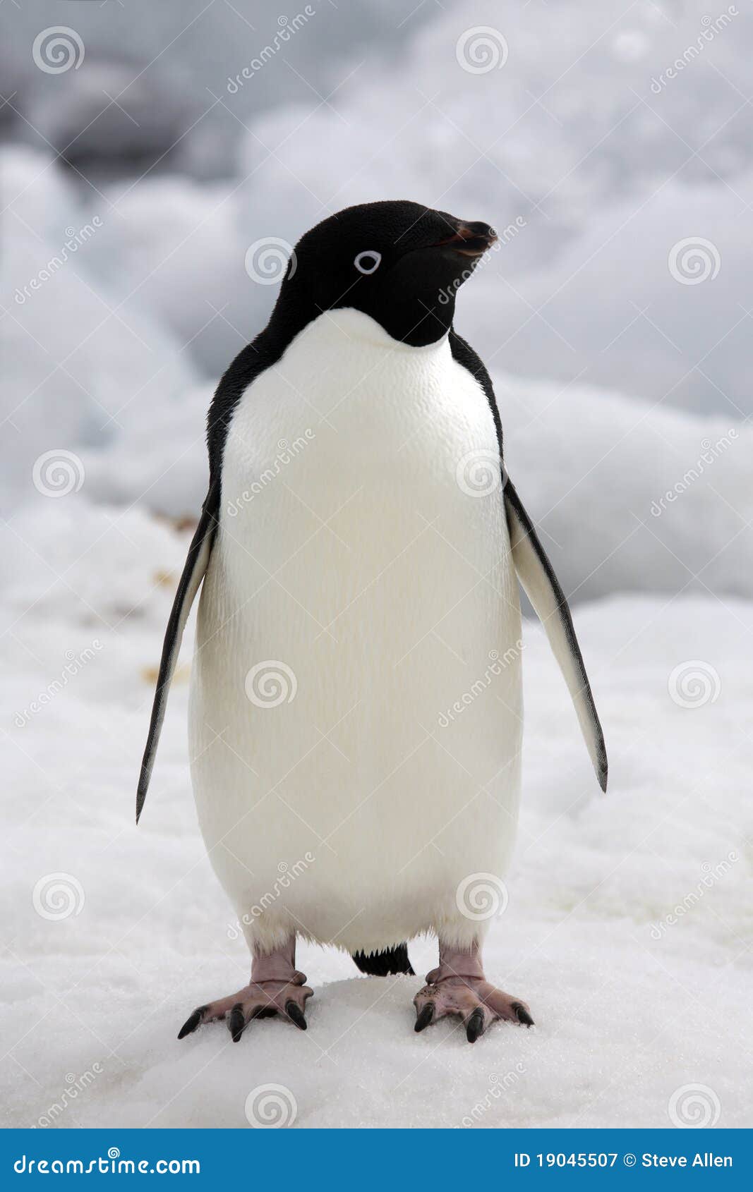 Antarktis - Adelie pingvin fotografering för bildbyråer. Bild av ...