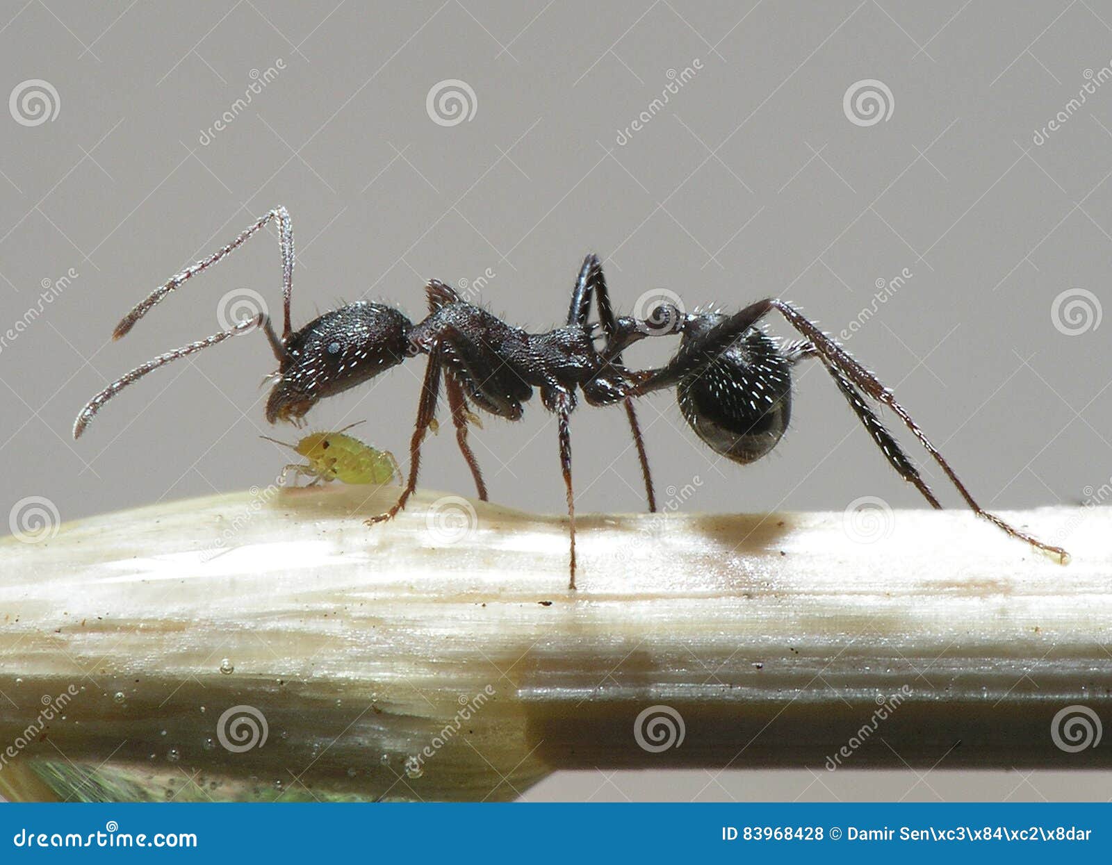 Ante and friend stock photo. Image of nature, wildlife - 83968428