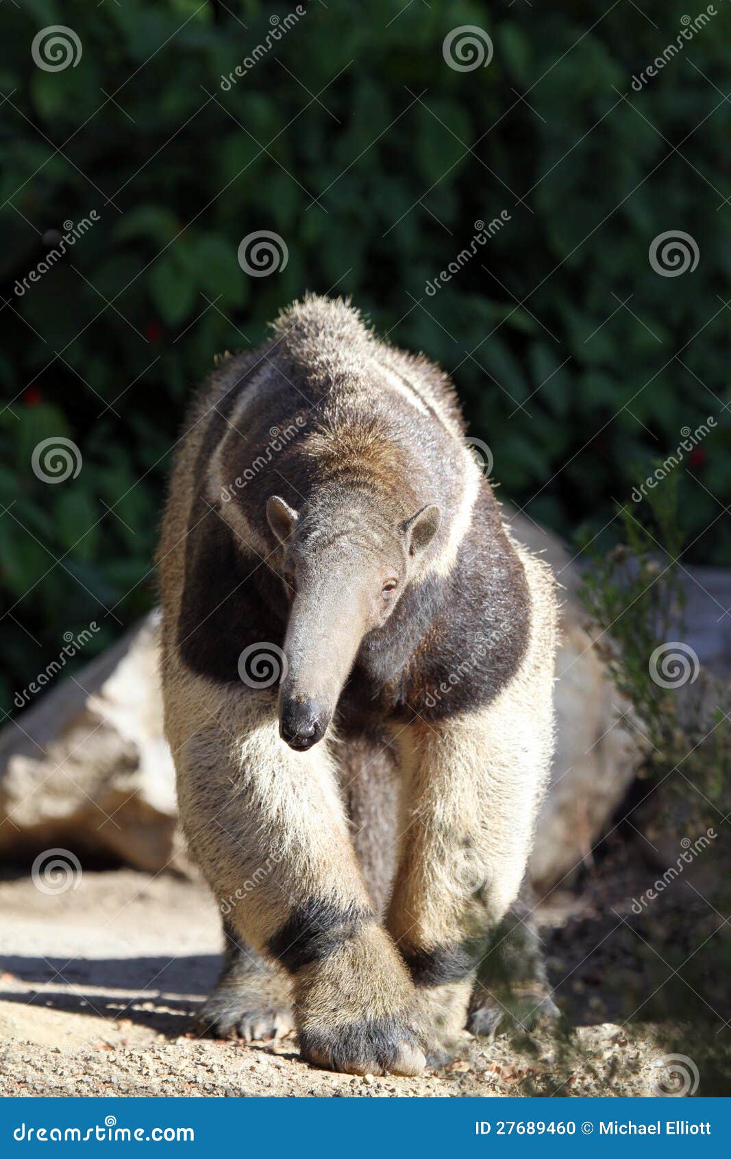 Anteater stock photo. Image of ants, termite, strange - 27689460