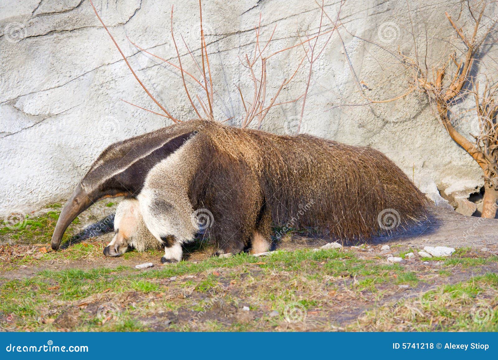 Anteater stock photo. Image of exotic, environment, nose - 5741218
