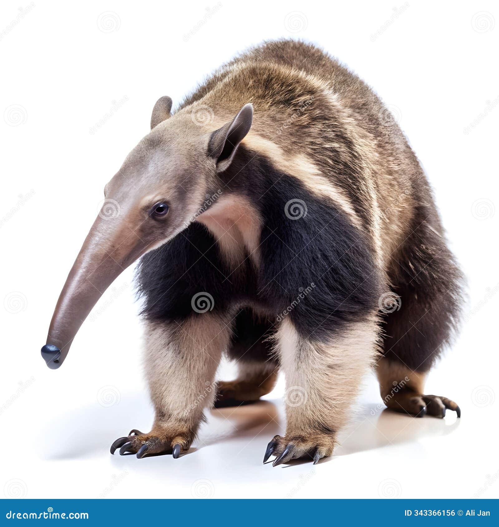 Anteater Isolated on White Background Stock Illustration - Illustration ...