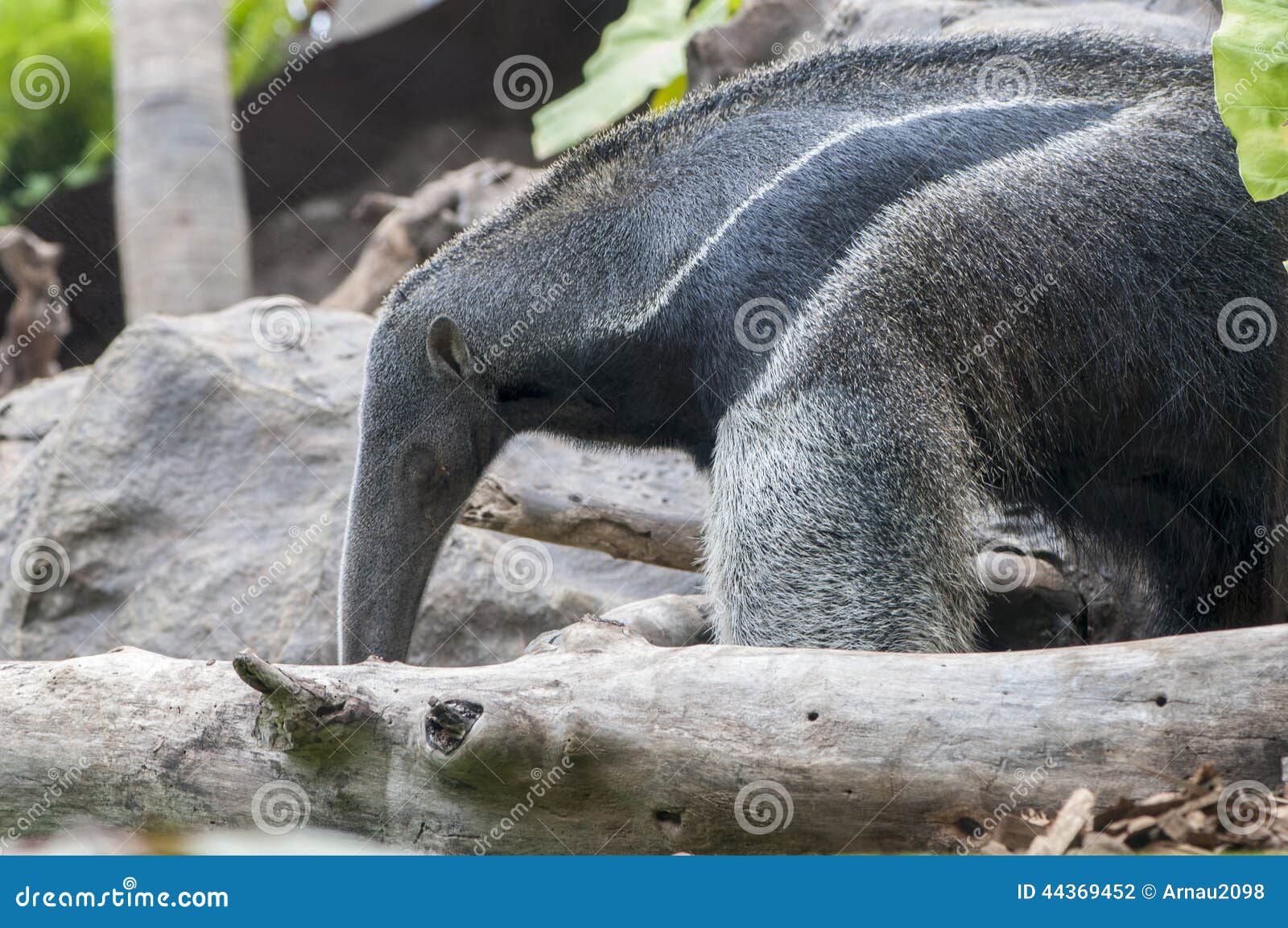 Anteater stock photo. Image of wildlife, pantanal, snout - 44369452
