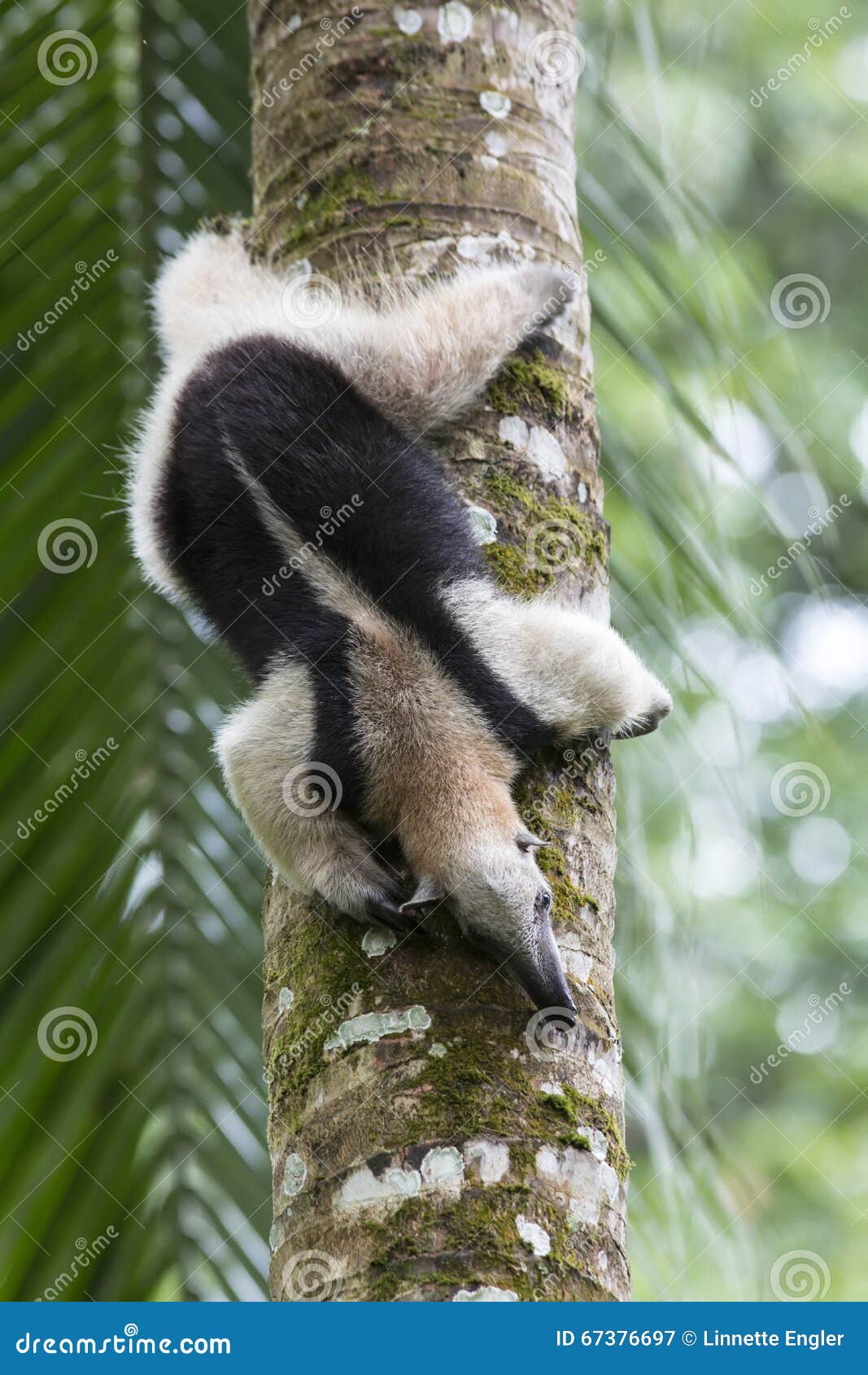 Anteater, Northern Tamandua Stock Image - Image of costa ...