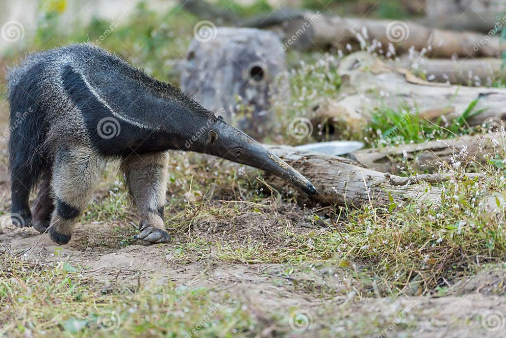Anteater stock image. Image of animal, copy, furry, peaceful - 47916789