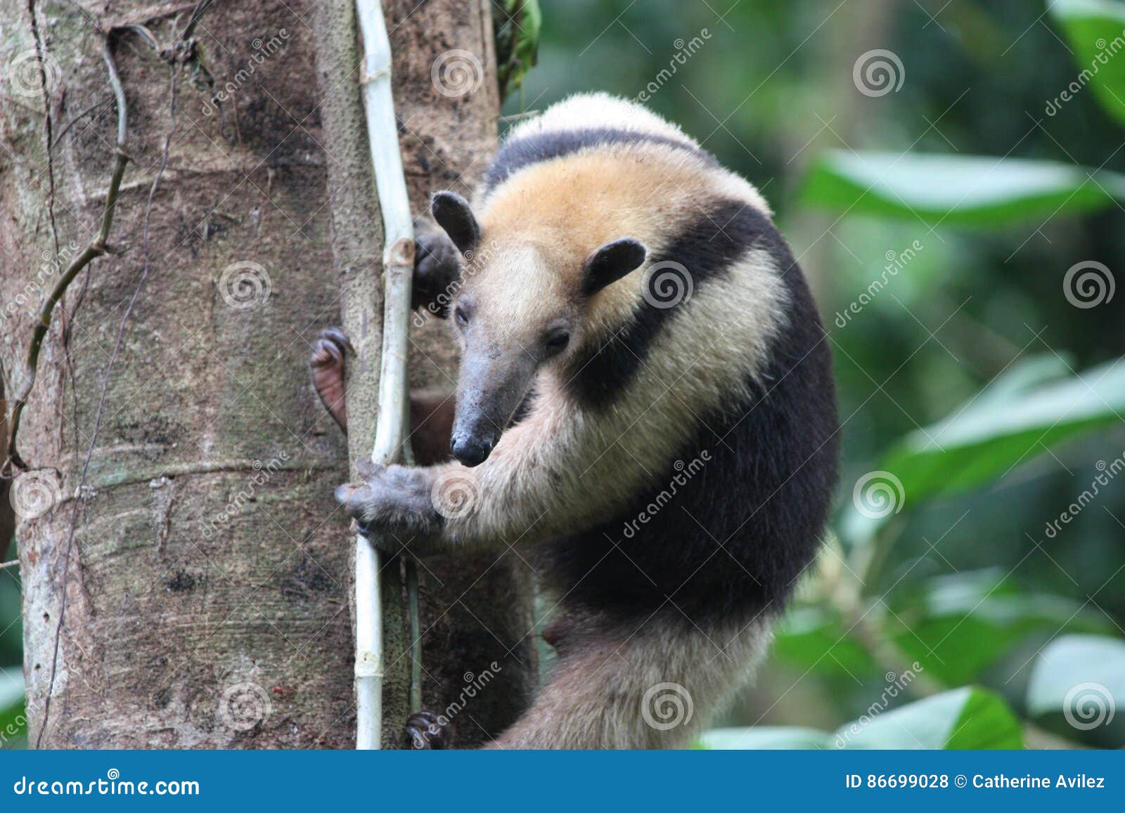 Anteater on tree stock photo. Image of forest, anteater - 86699028