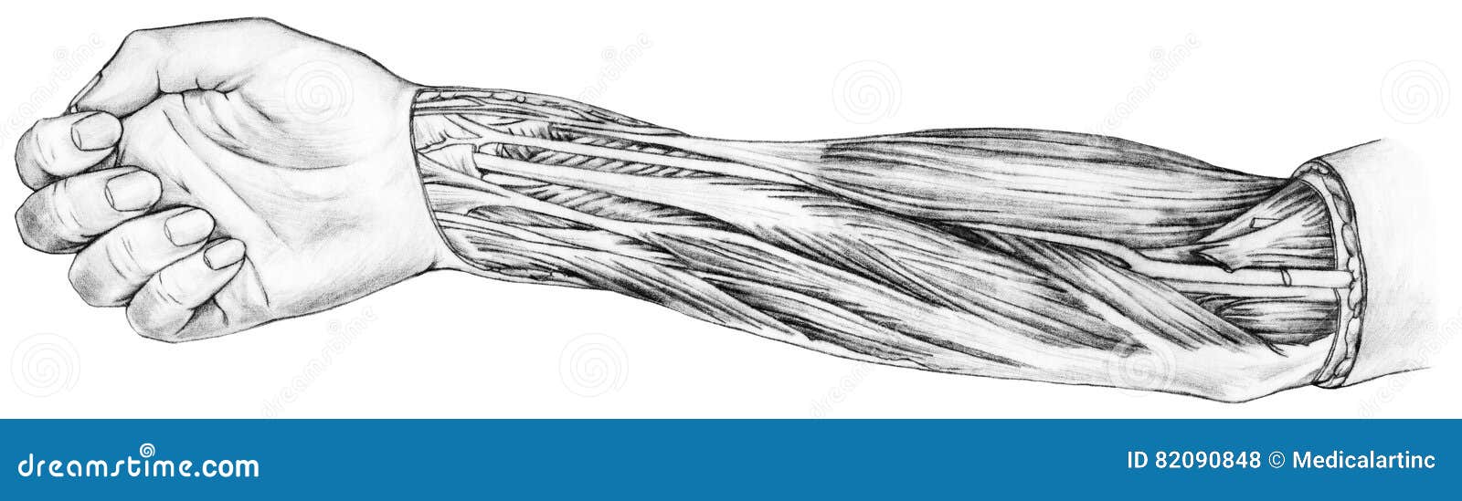 Antebrazo - Músculos Y Tendones Foto de archivo - Imagen de superficial ...