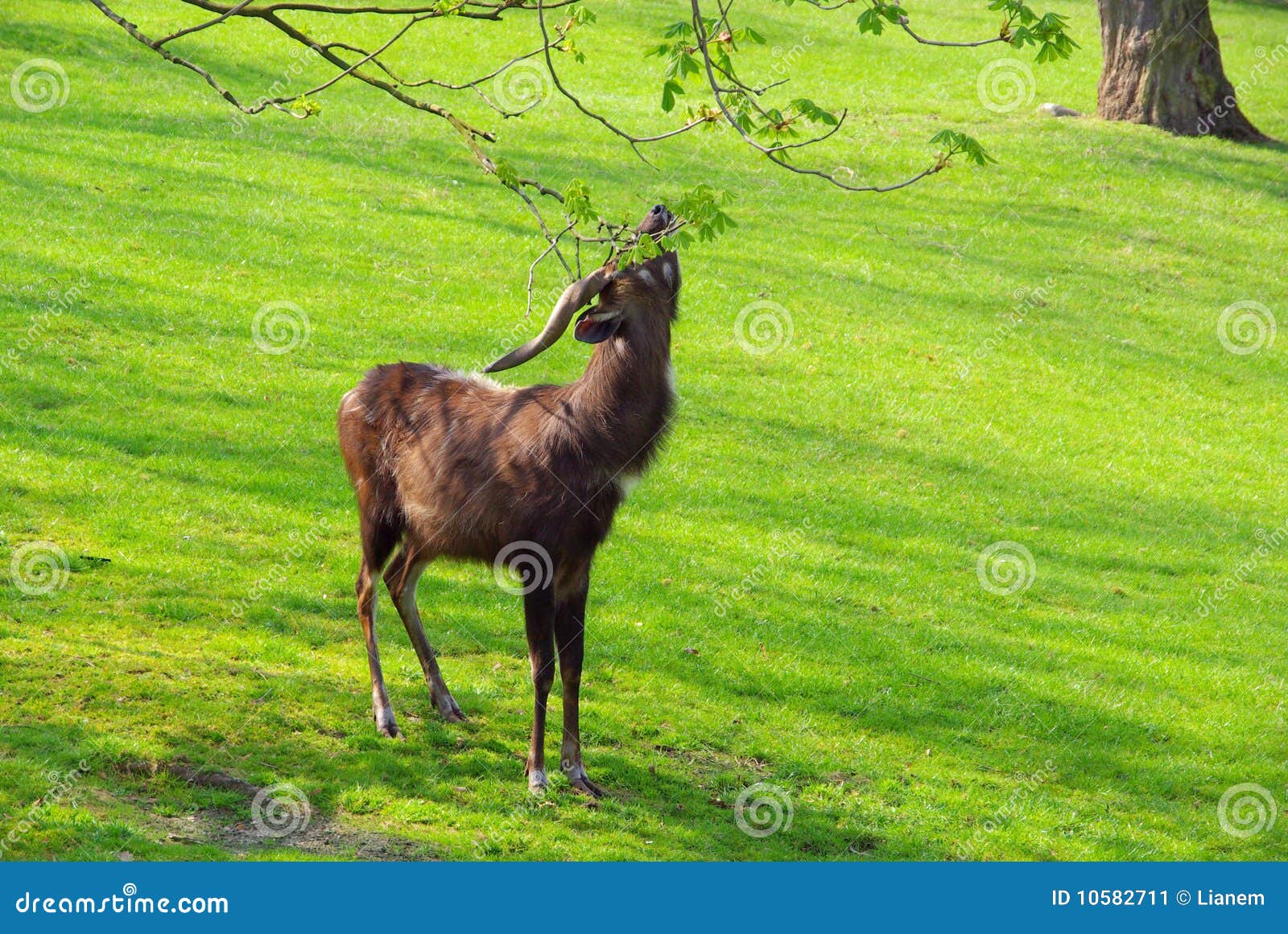 Antelope stock image. Image of antelope, nature, buck - 10582711