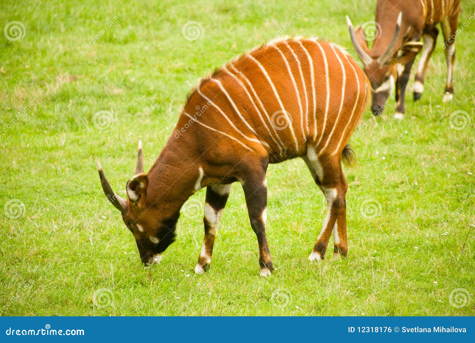 Antelope stock photo. Image of land, horn, graze, zoological - 12318176