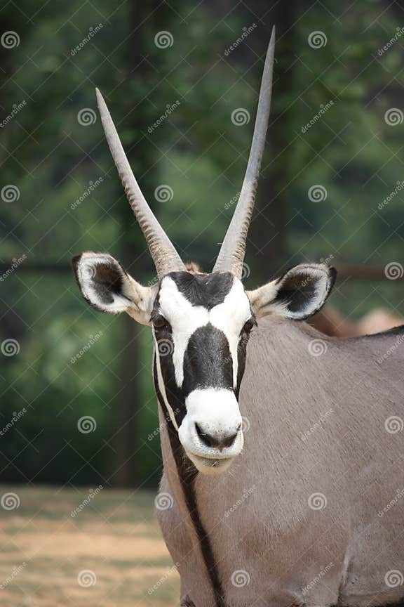 Antelope stock image. Image of head, scenery, ears, rest - 12497767