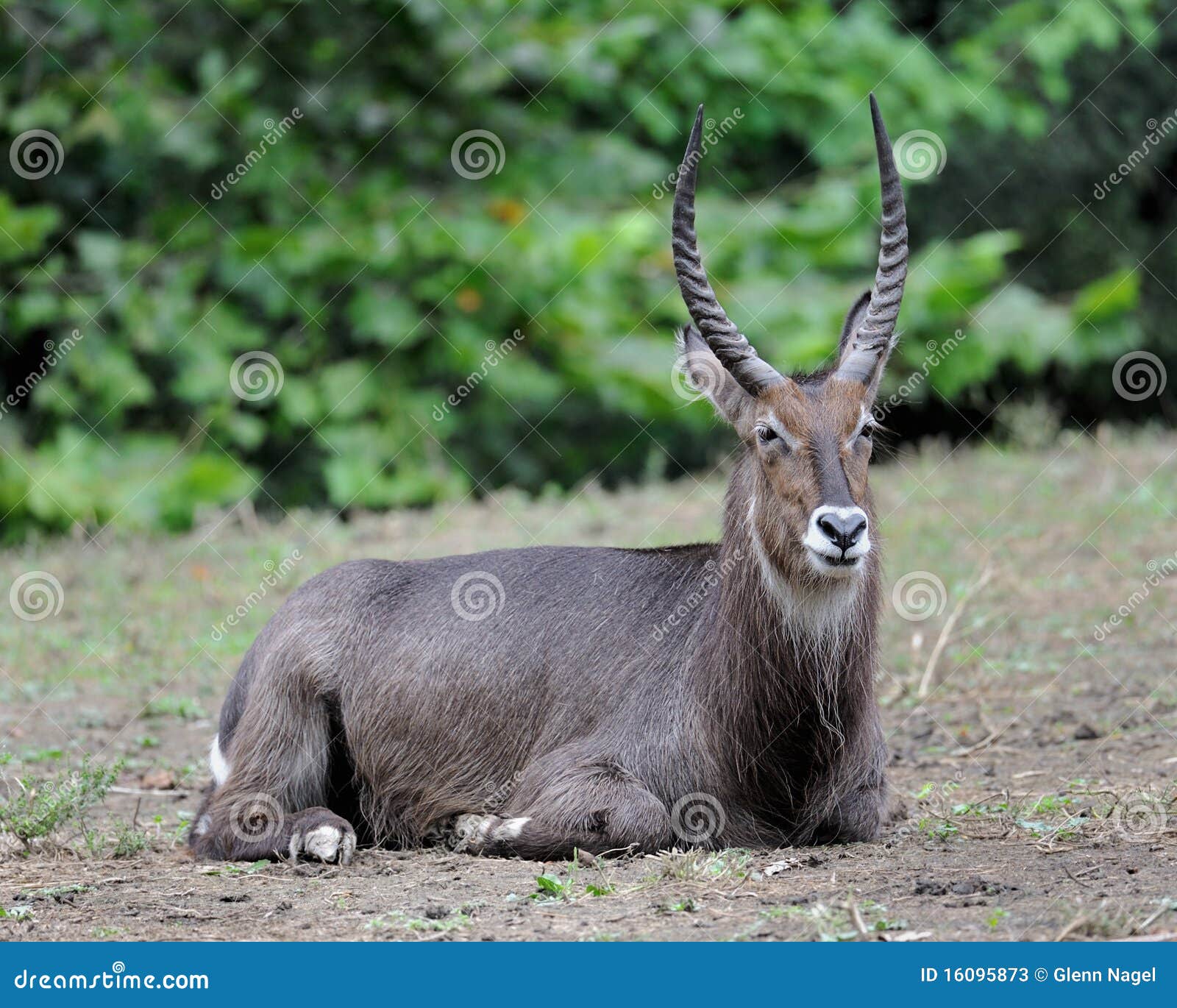 Antelope stock image. Image of sitting, animal, wildlife - 16095873