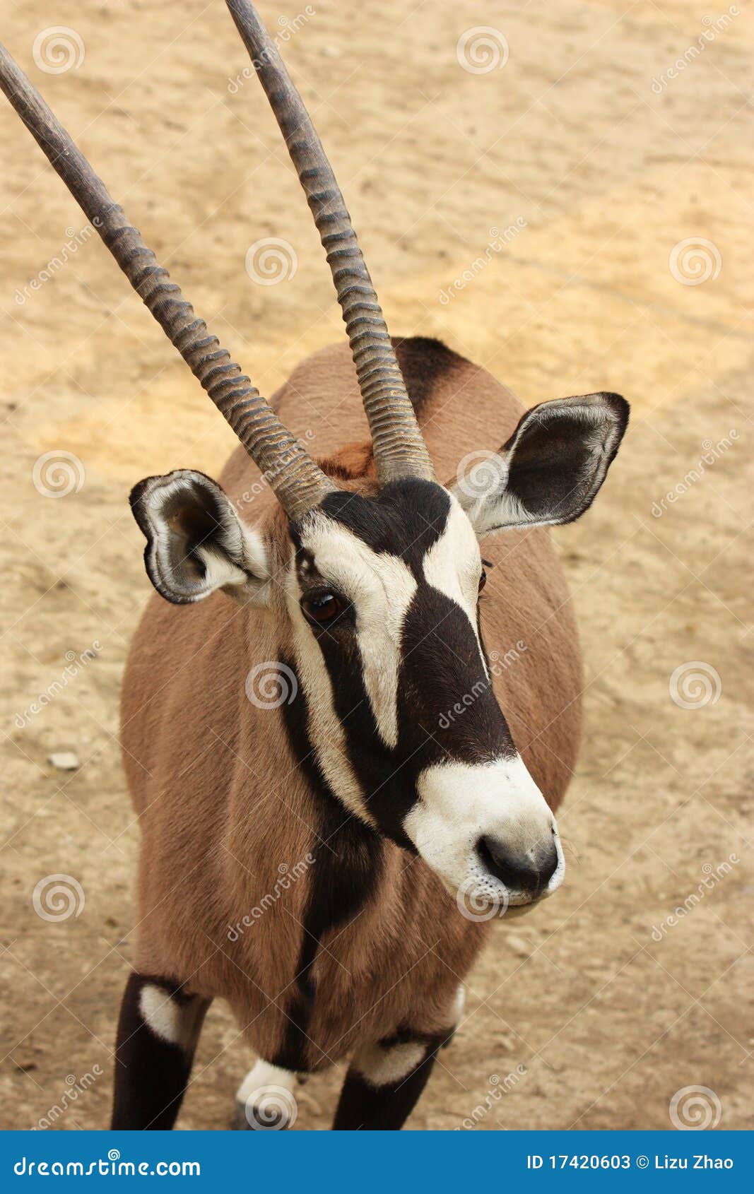 Antelope stock image. Image of horns, antelope, asia - 17420603