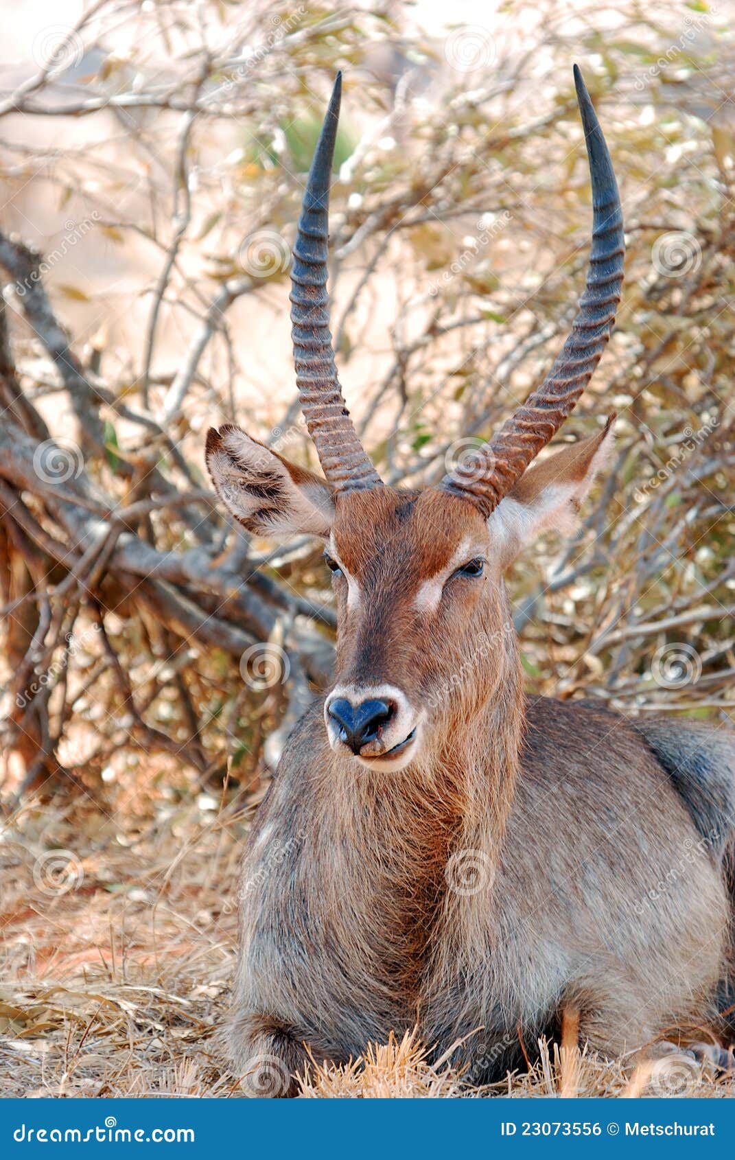 Antelope stock photo. Image of nature, park, wilderness - 23073556