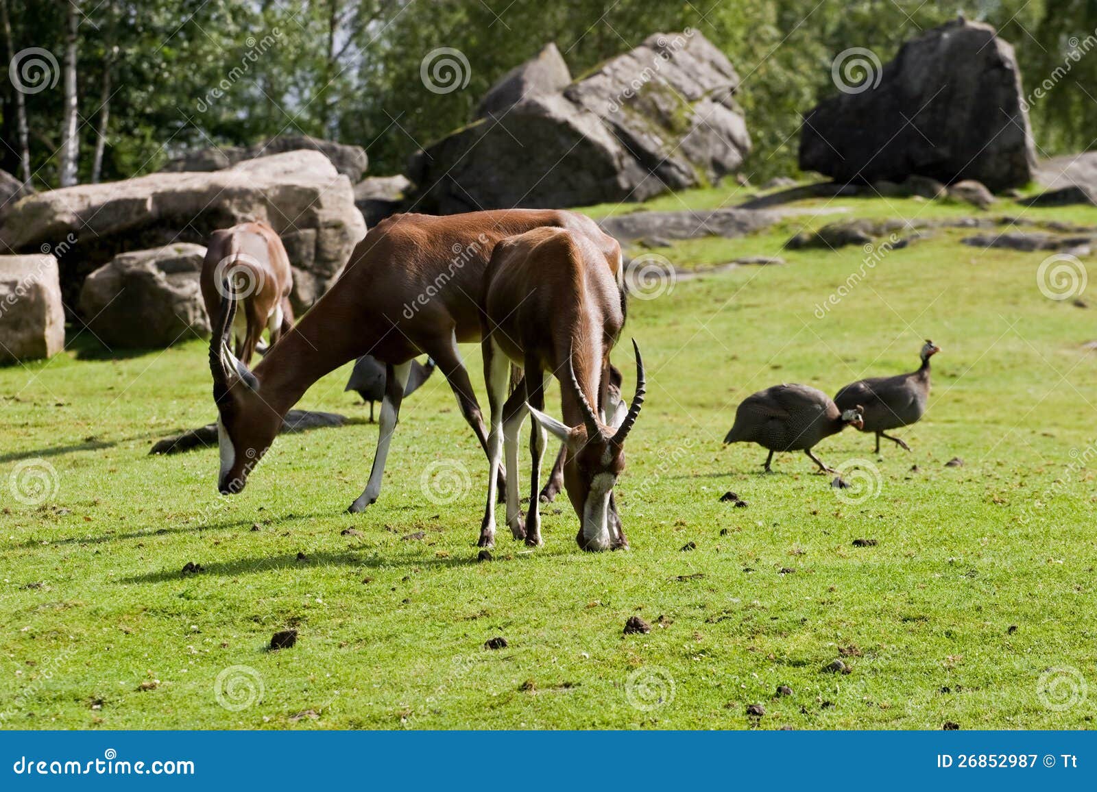 Antelope stock image. Image of grassland, behavior, field - 26852987