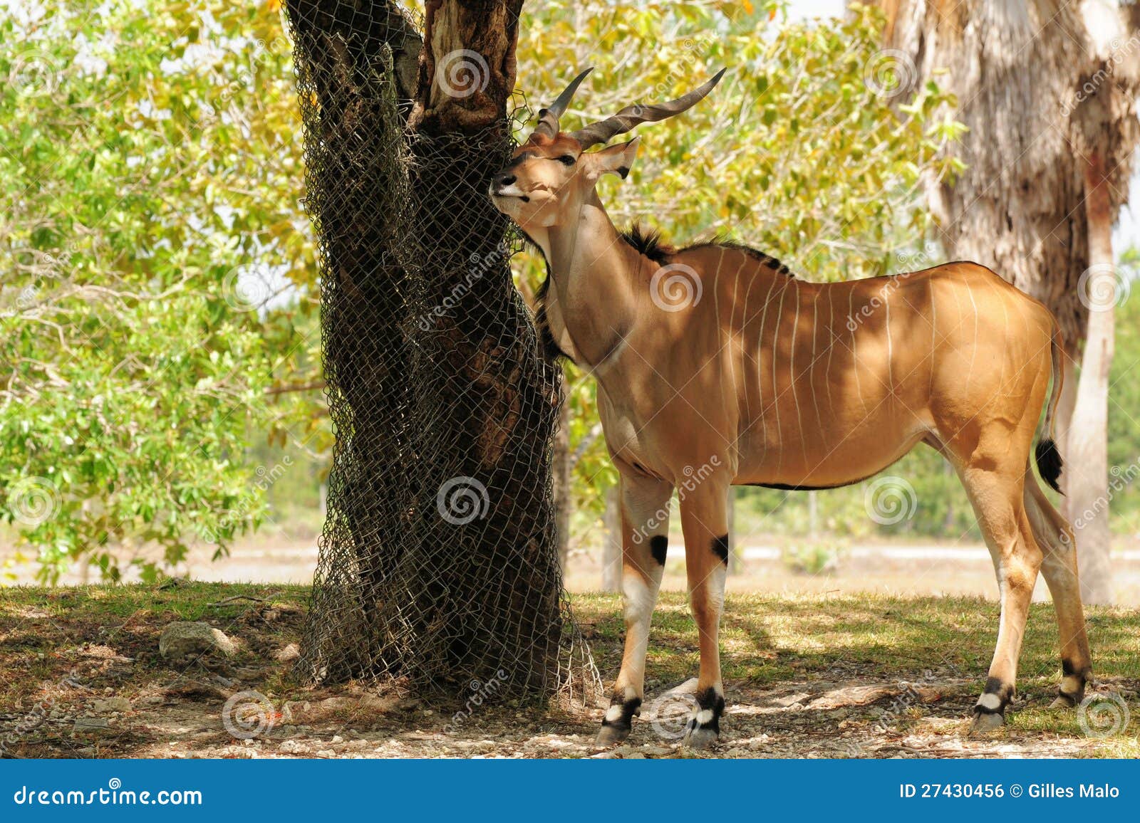 Antelope stock photo. Image of captivity, survival, mammal - 27430456