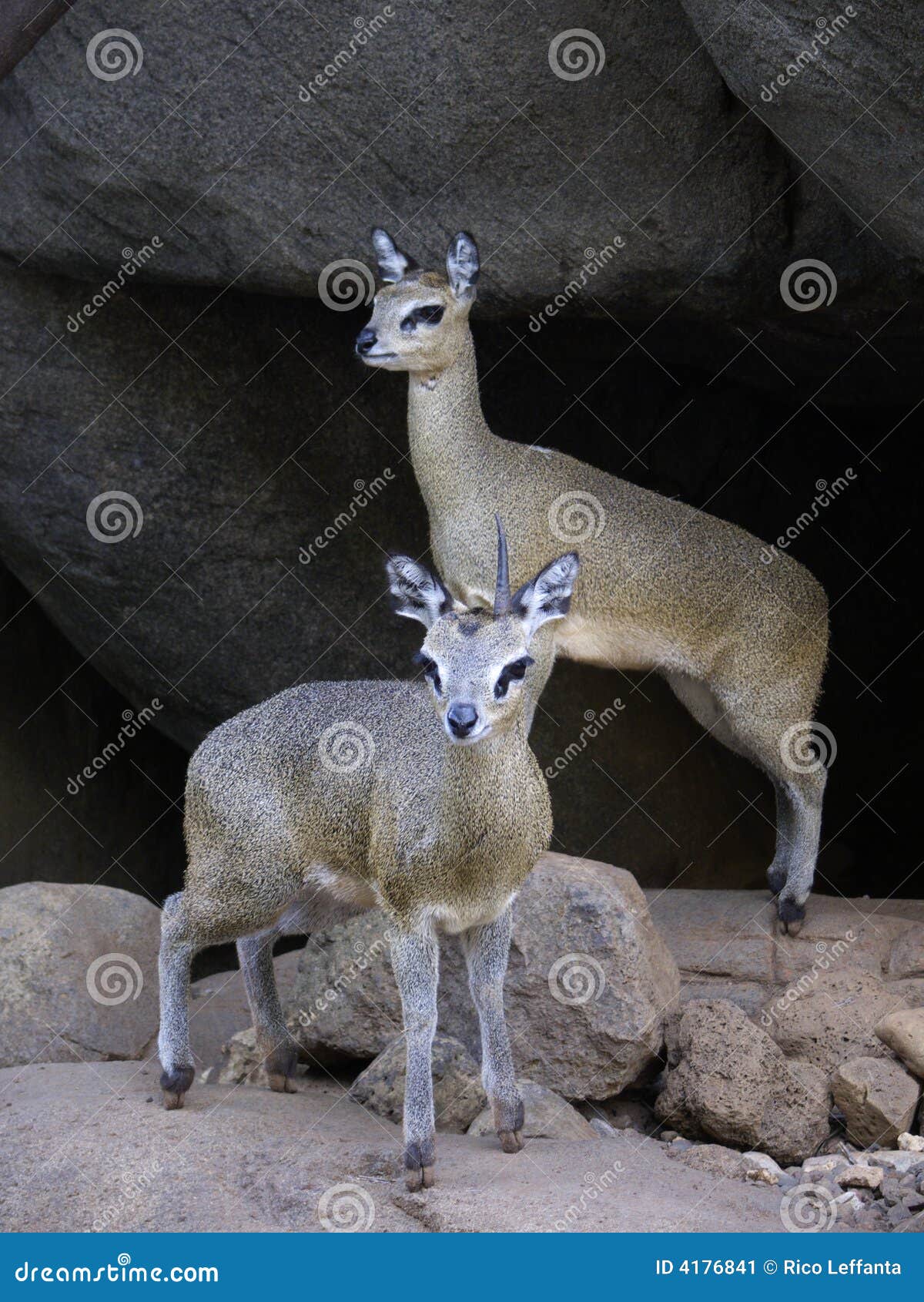 Antelope stock image. Image of antler, hoof, hide, mammal - 4176841