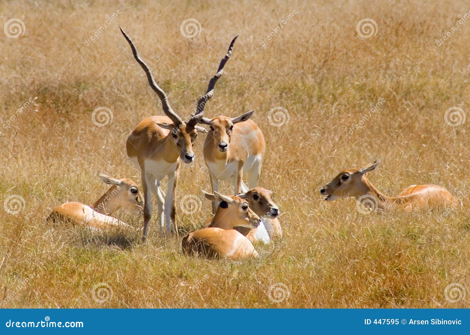 Antelope stock image. Image of grass, tall, small, safari - 447595