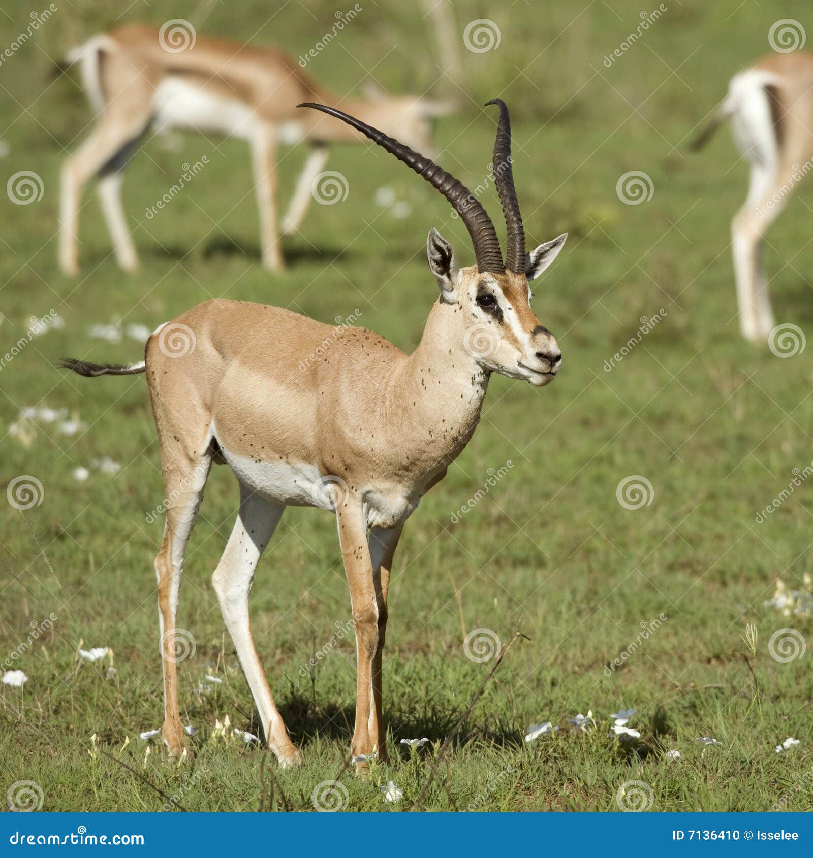 Antelope stock photo. Image of mammal, adventure, destination - 7136410