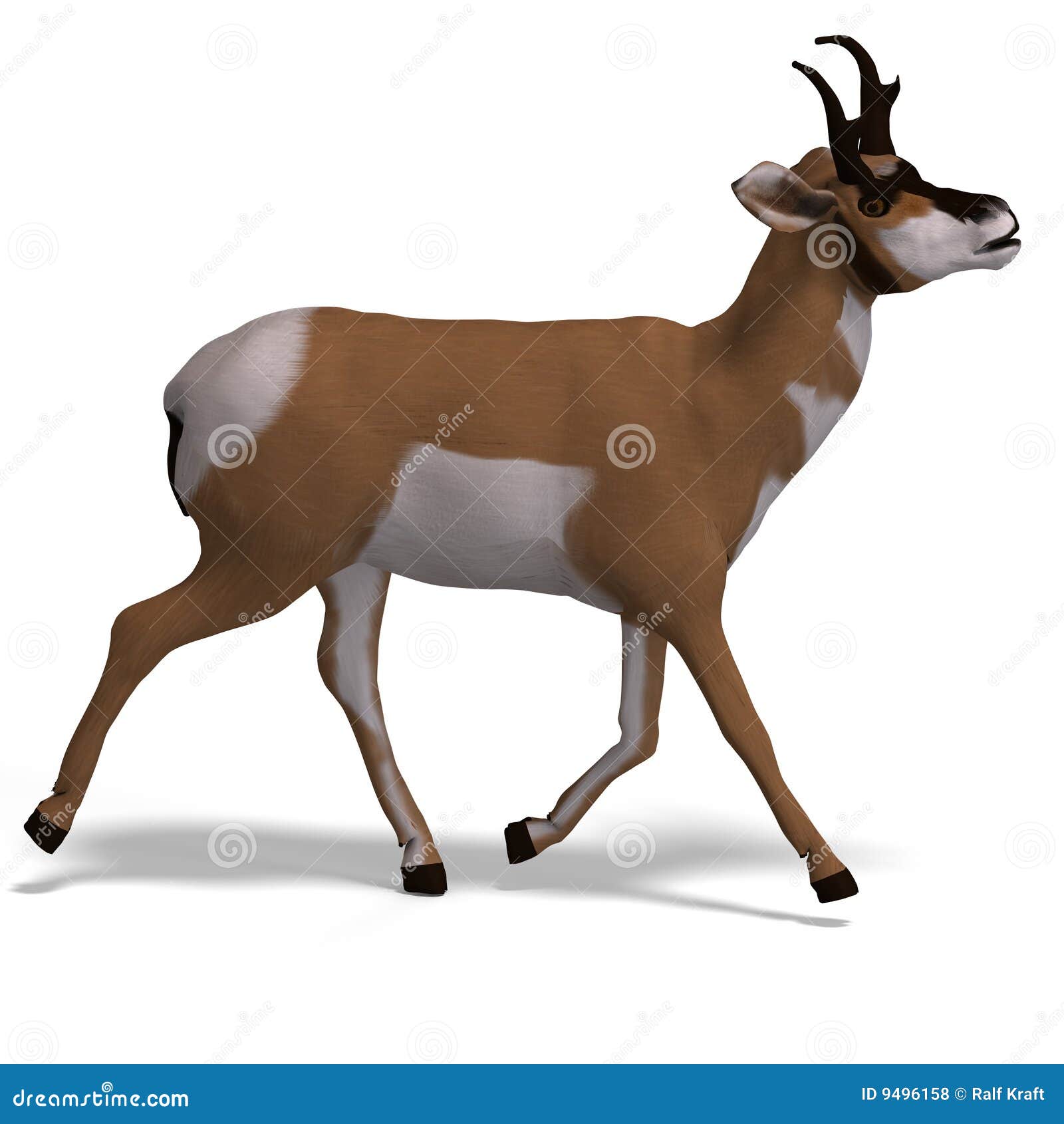 Blackbuck Antelope Vector Illustration Isolated On White Background ...