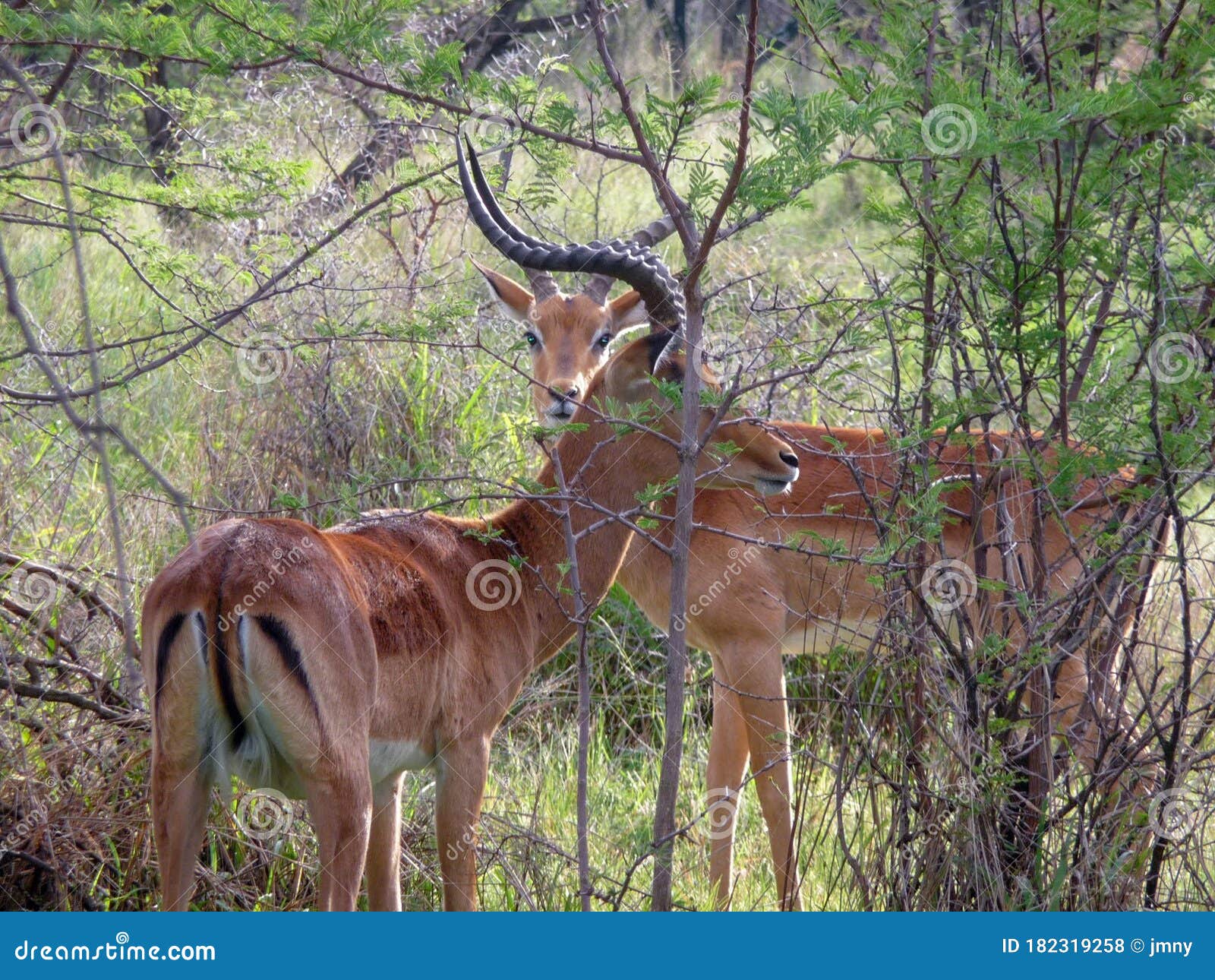 Two Impala Antelope Hide in an Acacia Thicket in the Bushveld in South ...
