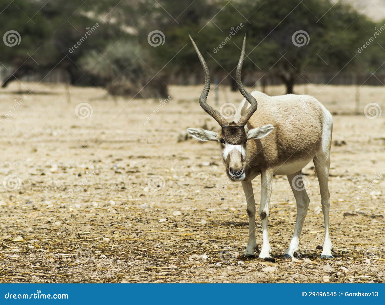 The antelope addax stock image. Image of nature, negev - 29496545