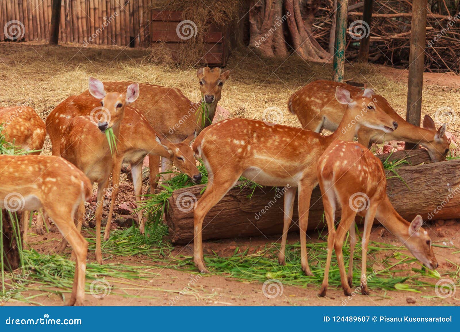 The antelope stock image. Image of relax, nature, antelope - 124489607