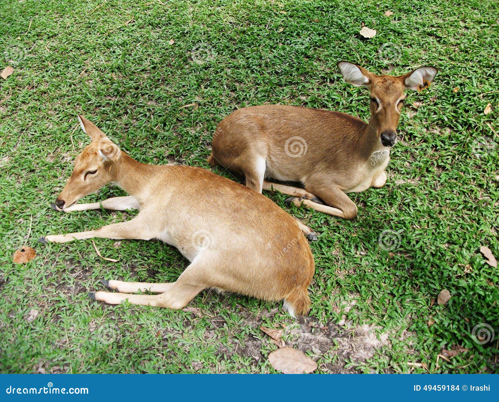 Antelope stock photo. Image of green, grass, deer, animal - 49459184