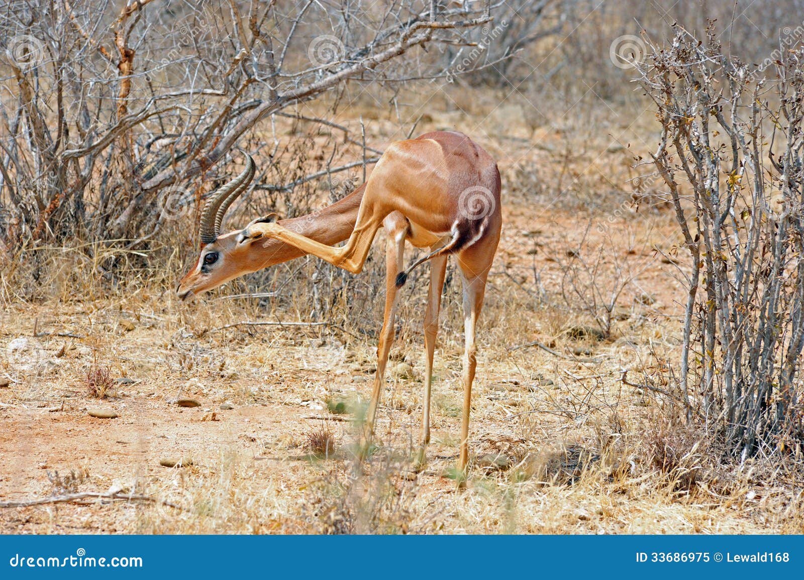 Antelope stock image. Image of kenya, animal, gazelle - 33686975