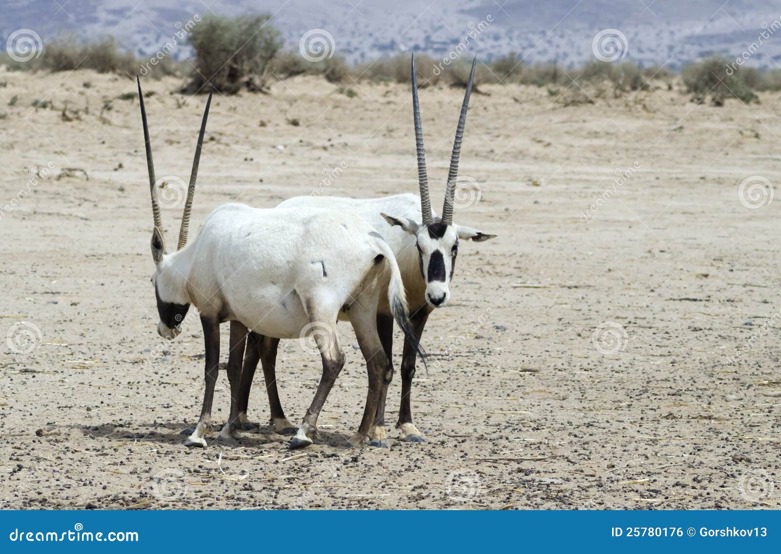 Antelope Arabian Oryx stock photo. Image of food, biblical - 25780176