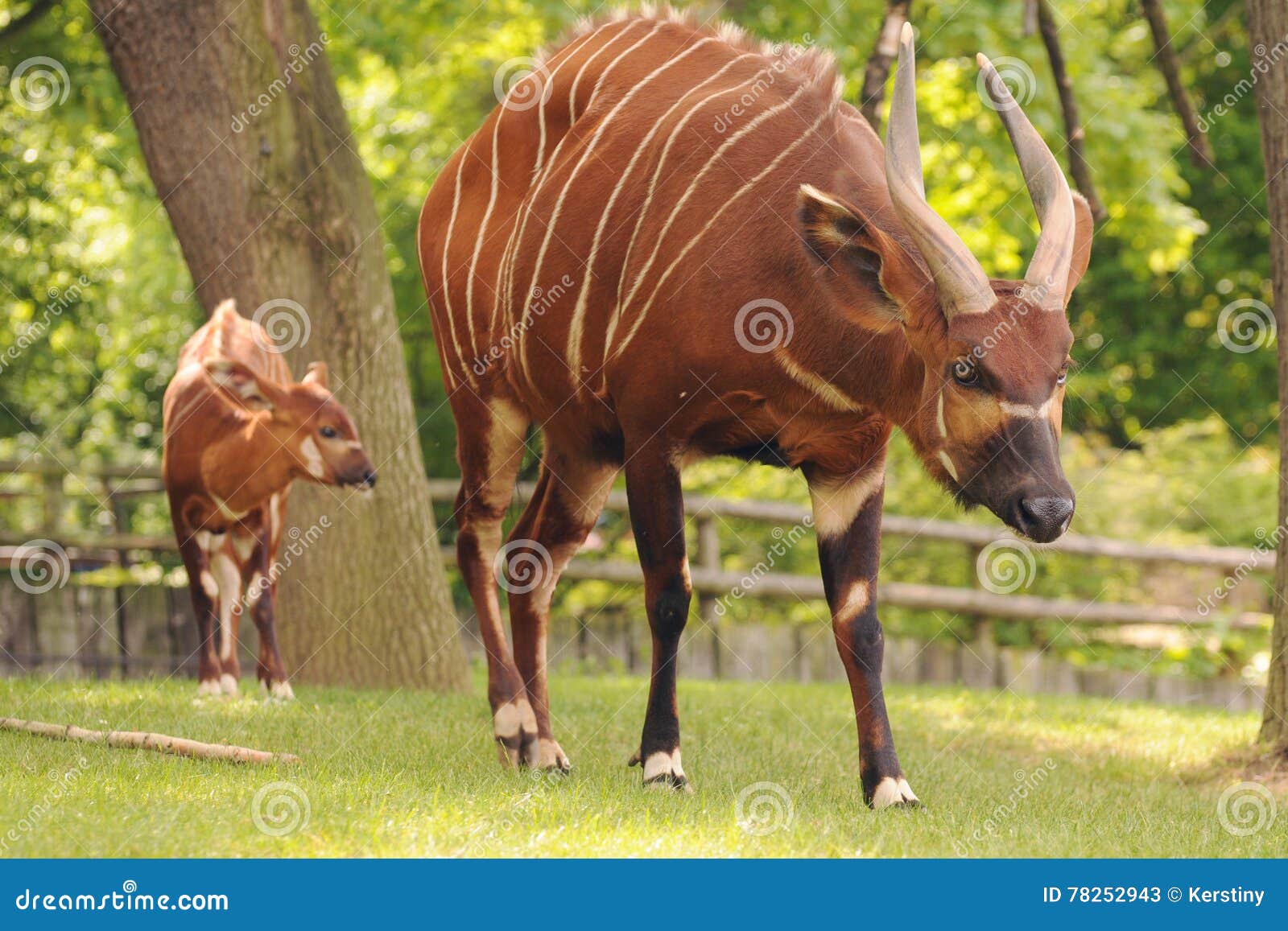 Antelope bongo stock image. Image of ungulate, mammal - 78252943