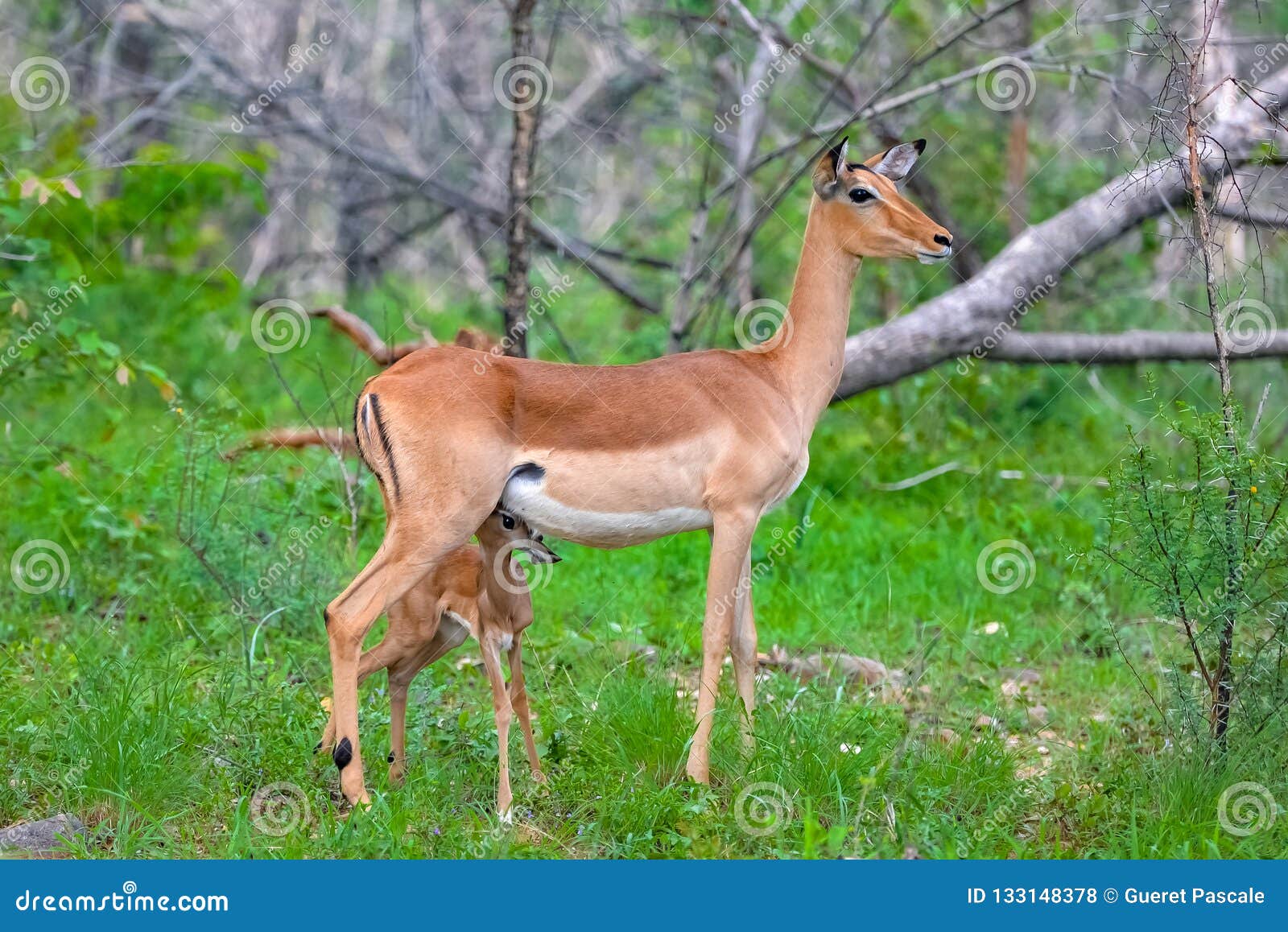 Antelope, baby stock photo. Image of feeding, cute, milk - 133148378