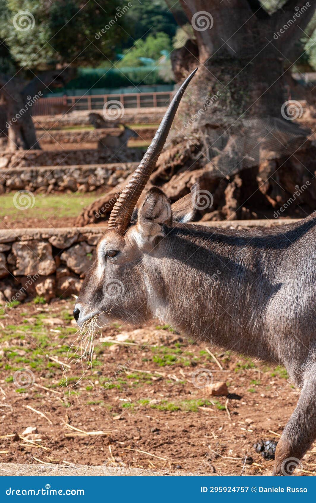 Antelope with a Broken Horn Eating Hay in the Zoo Stock Image - Image ...