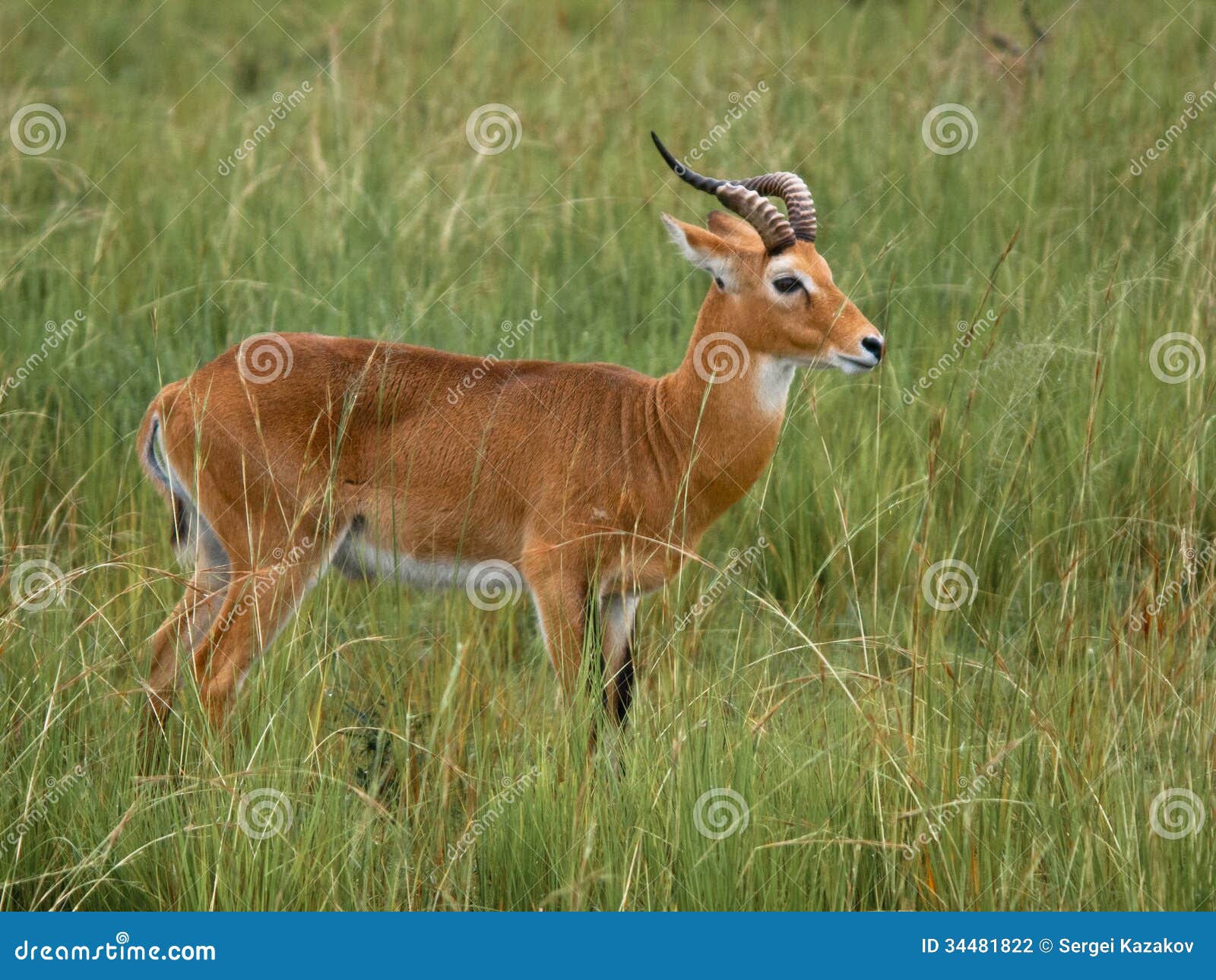 Antelope with a Broken Horn Stock Photo - Image of horizontal, male ...