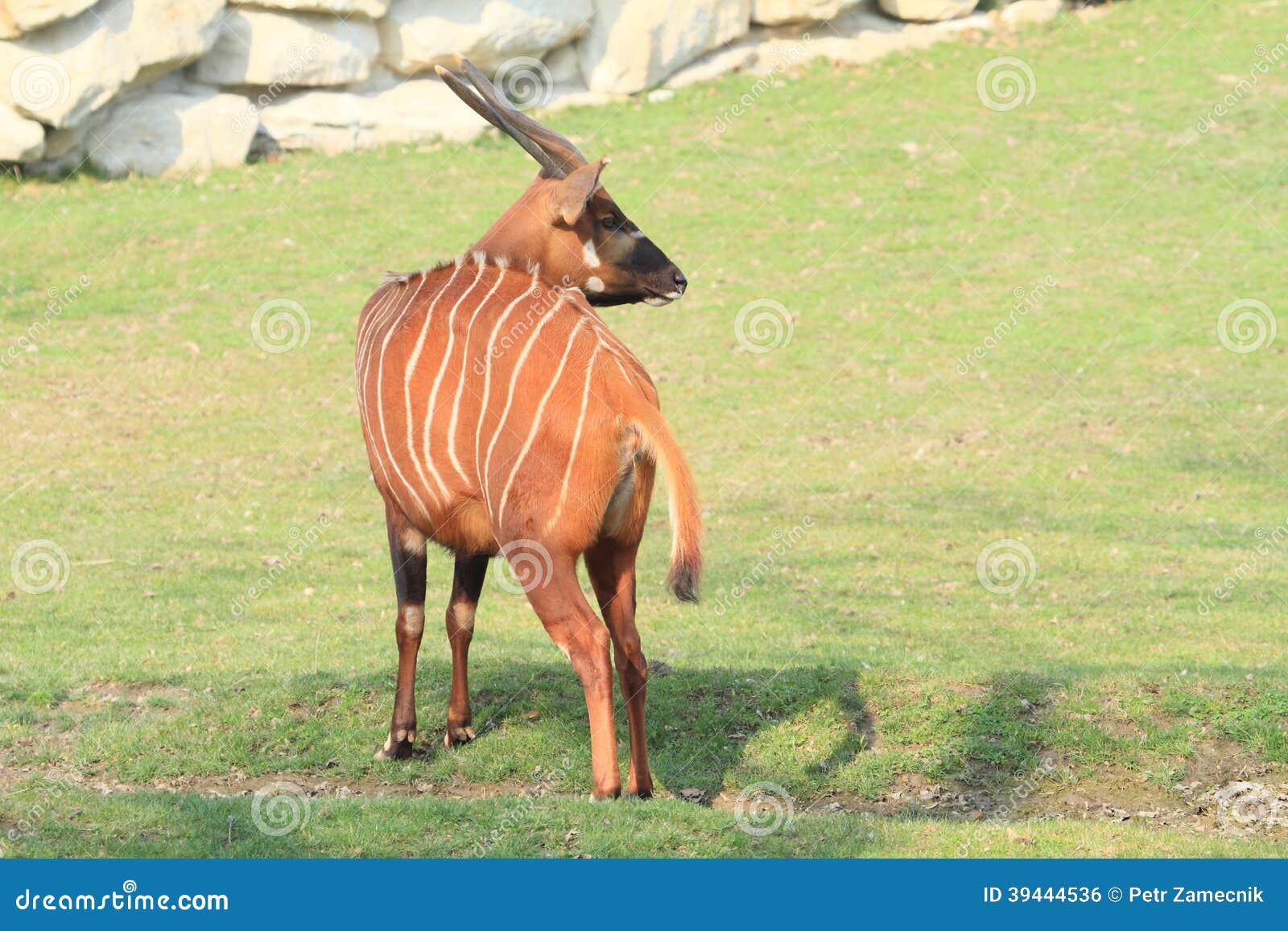 Antelope stock photo. Image of stand, animal, white, stripe - 39444536