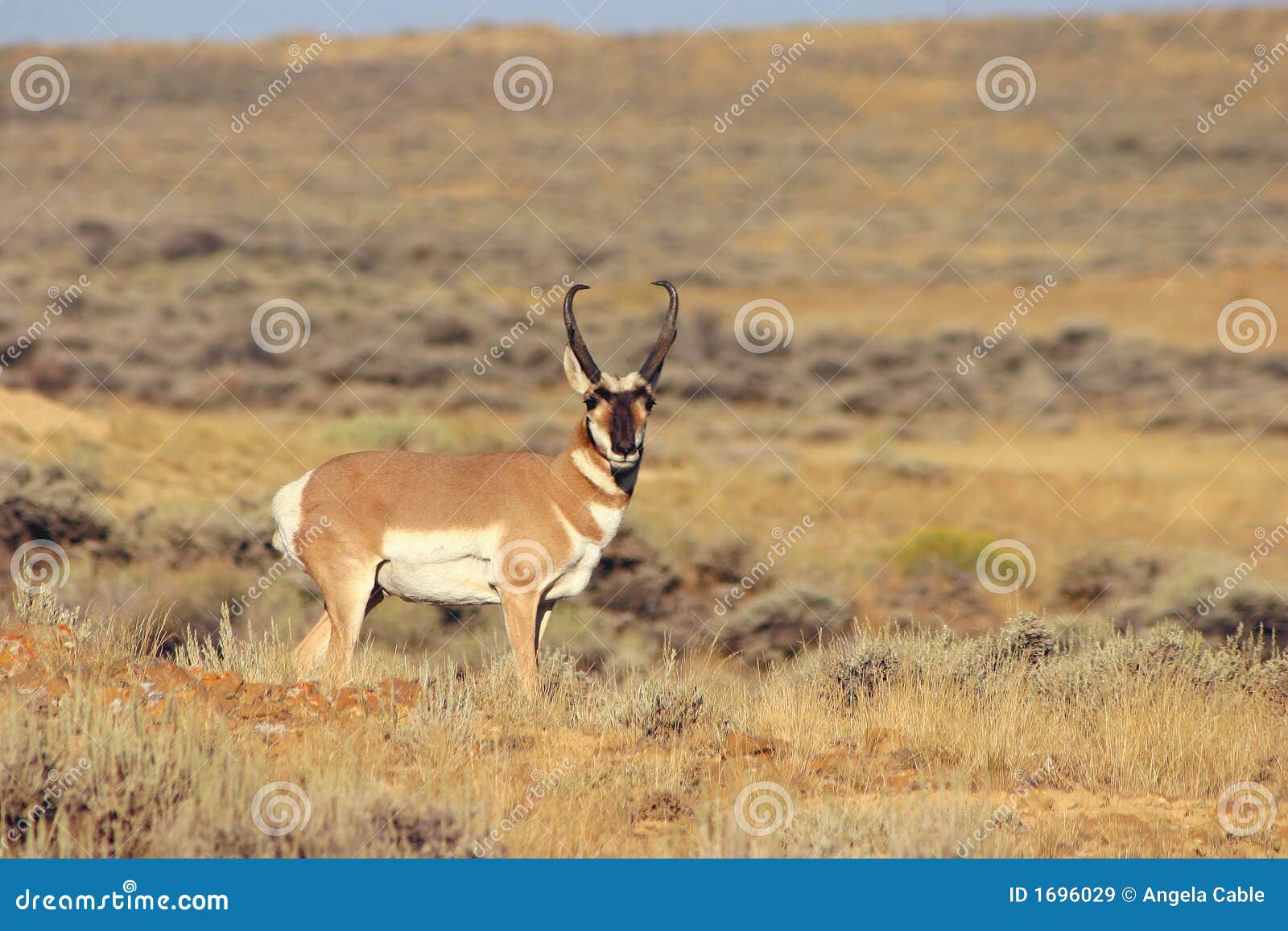 1,711 Wyoming Antelope Photos - Free & Royalty-Free Stock Photos from ...