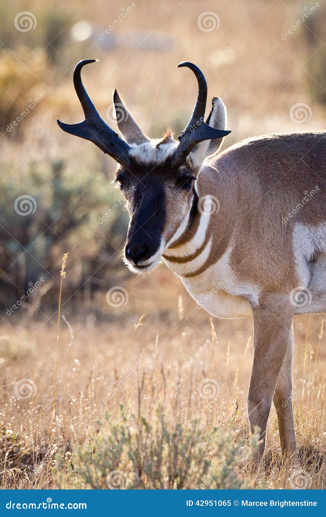Antelope Buck Grazing stock image. Image of sagebrush - 42951065